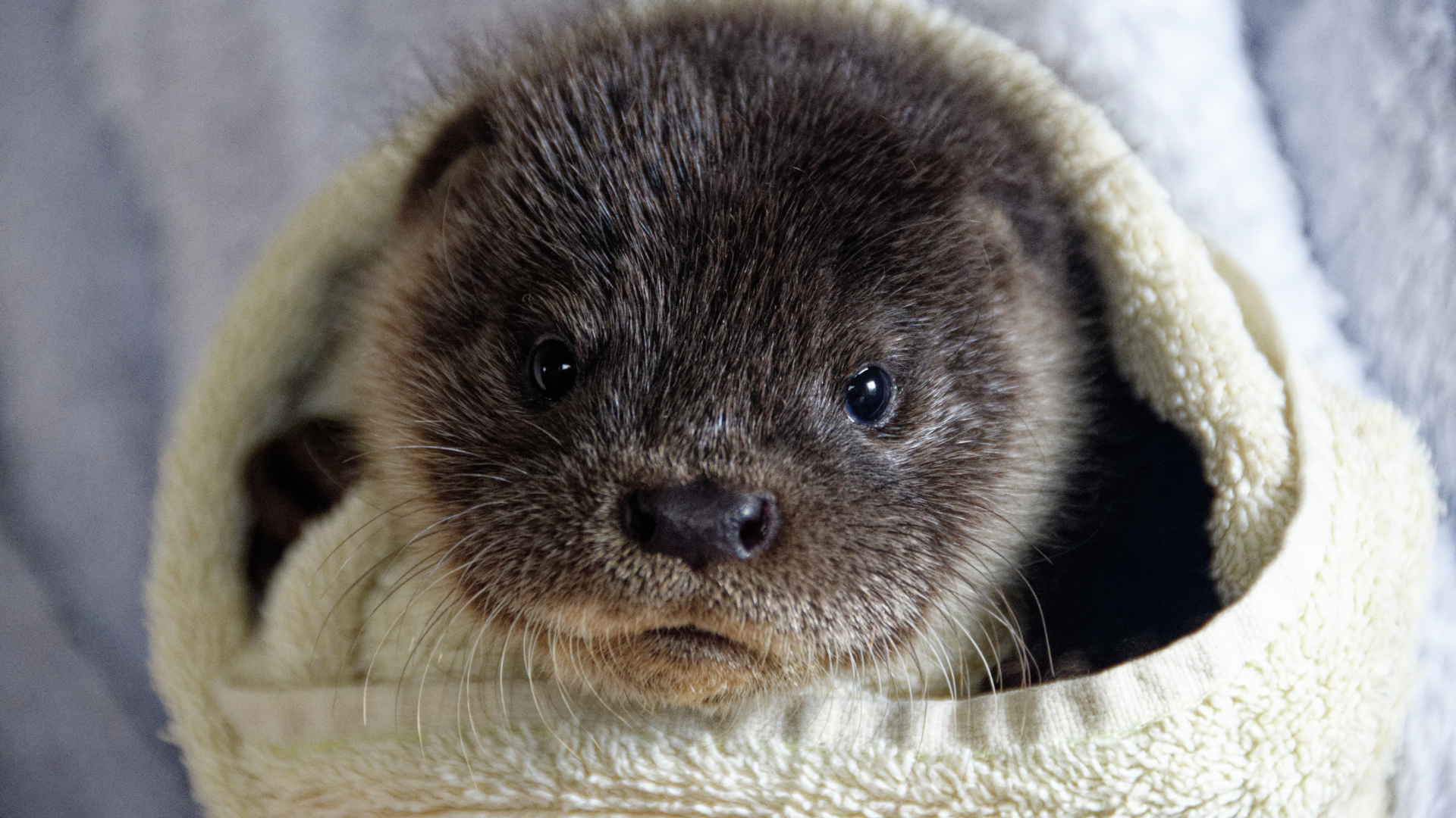 Tiny Otter Enjoying Bottle Like a Human Baby Has People in Their ...