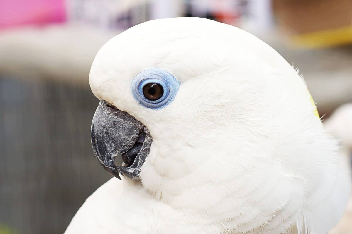 Cockatoo - PetHelpful