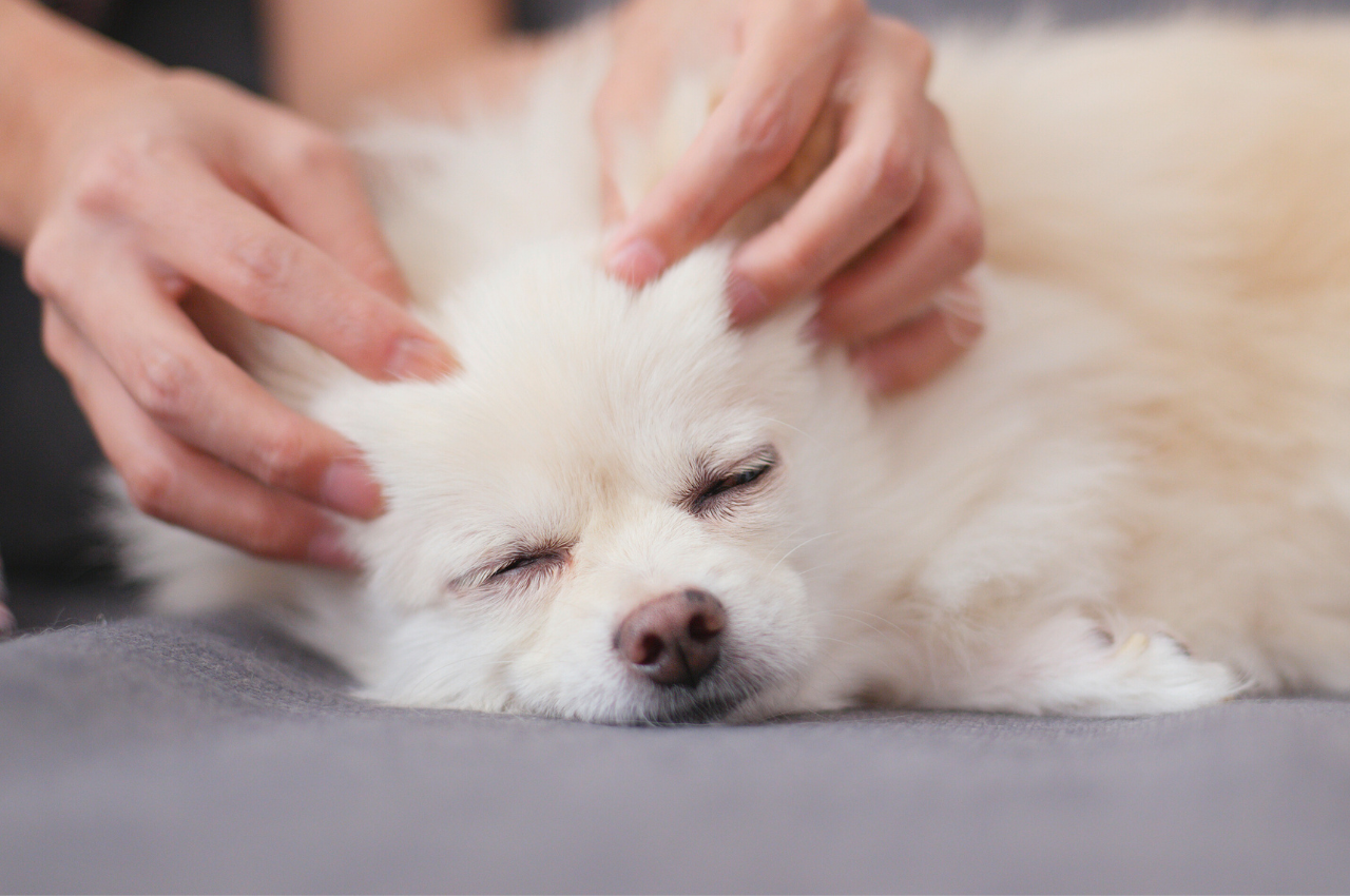 10 Common Signs Your Dog Is in Pain & What You Can Do at Home - PetHelpful