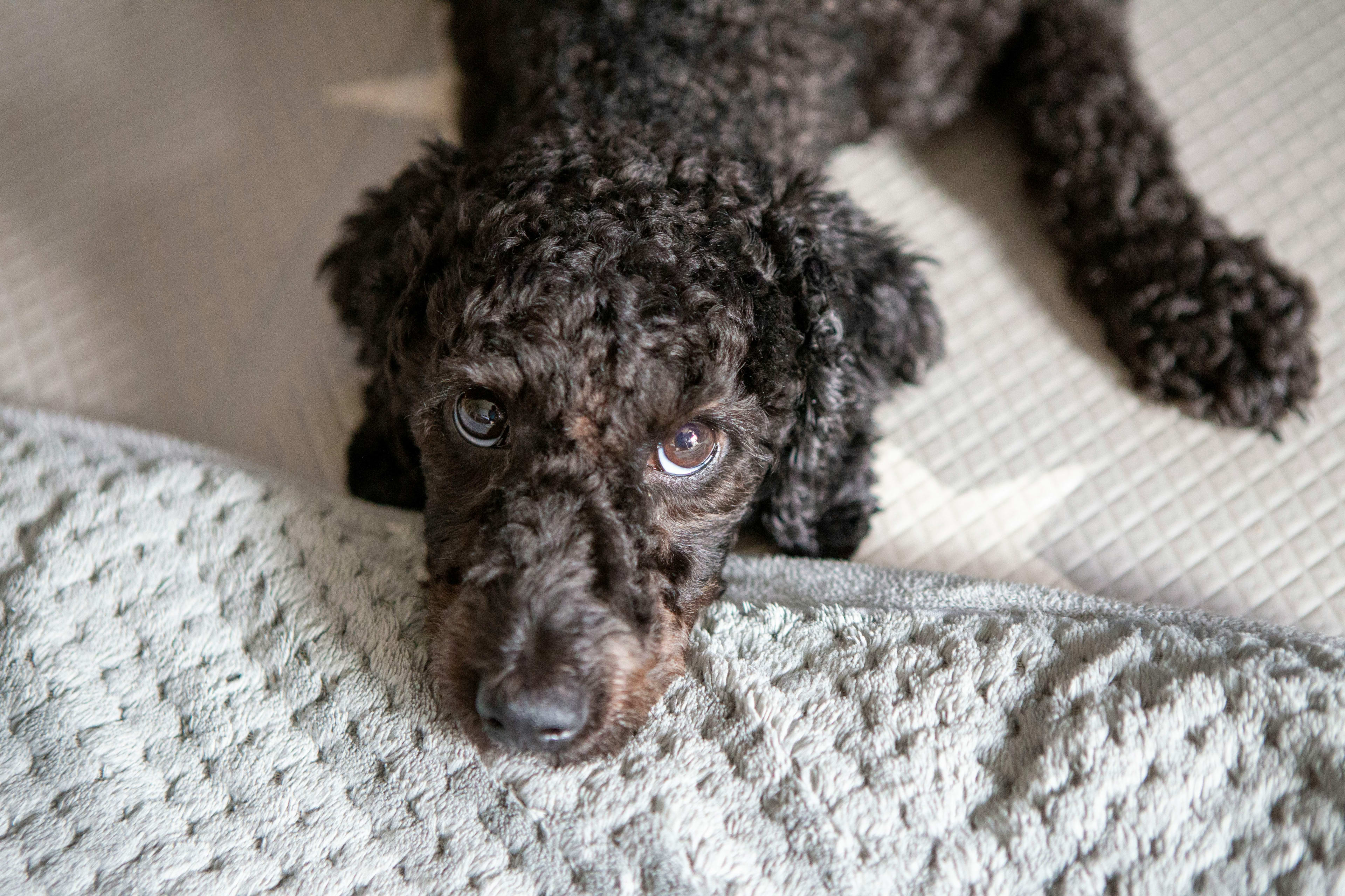 The 7 Most Trainable Dog Breeds, According to an Expert - PetHelpful