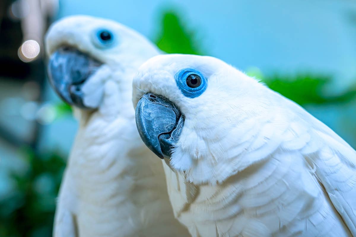 Cockatoos’ Funny Attempt to Join Man’s Lunch in Australia Is the Best ...