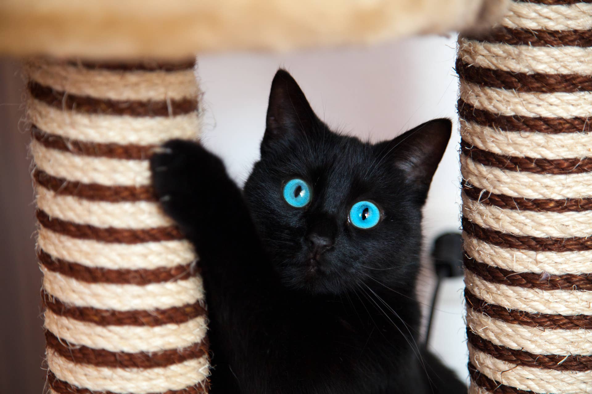 Multi-Use Cat Toy at Petsmart Is a Pet Parent Win - PetHelpful