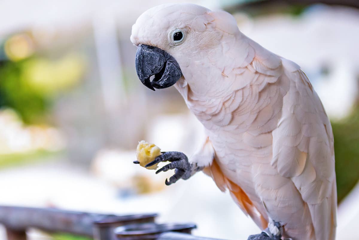Giant Cockatoo and Tiny Parakeet Sweetly Share Corn Snack and It's Too ...