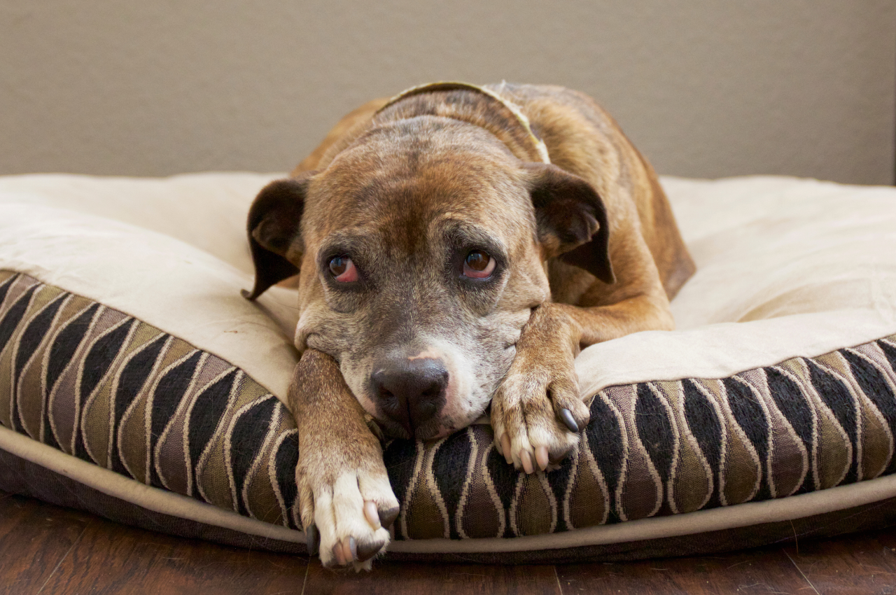 Veterinarian Warns of Flu Symptoms in Dogs Pet Parents Should Never ...