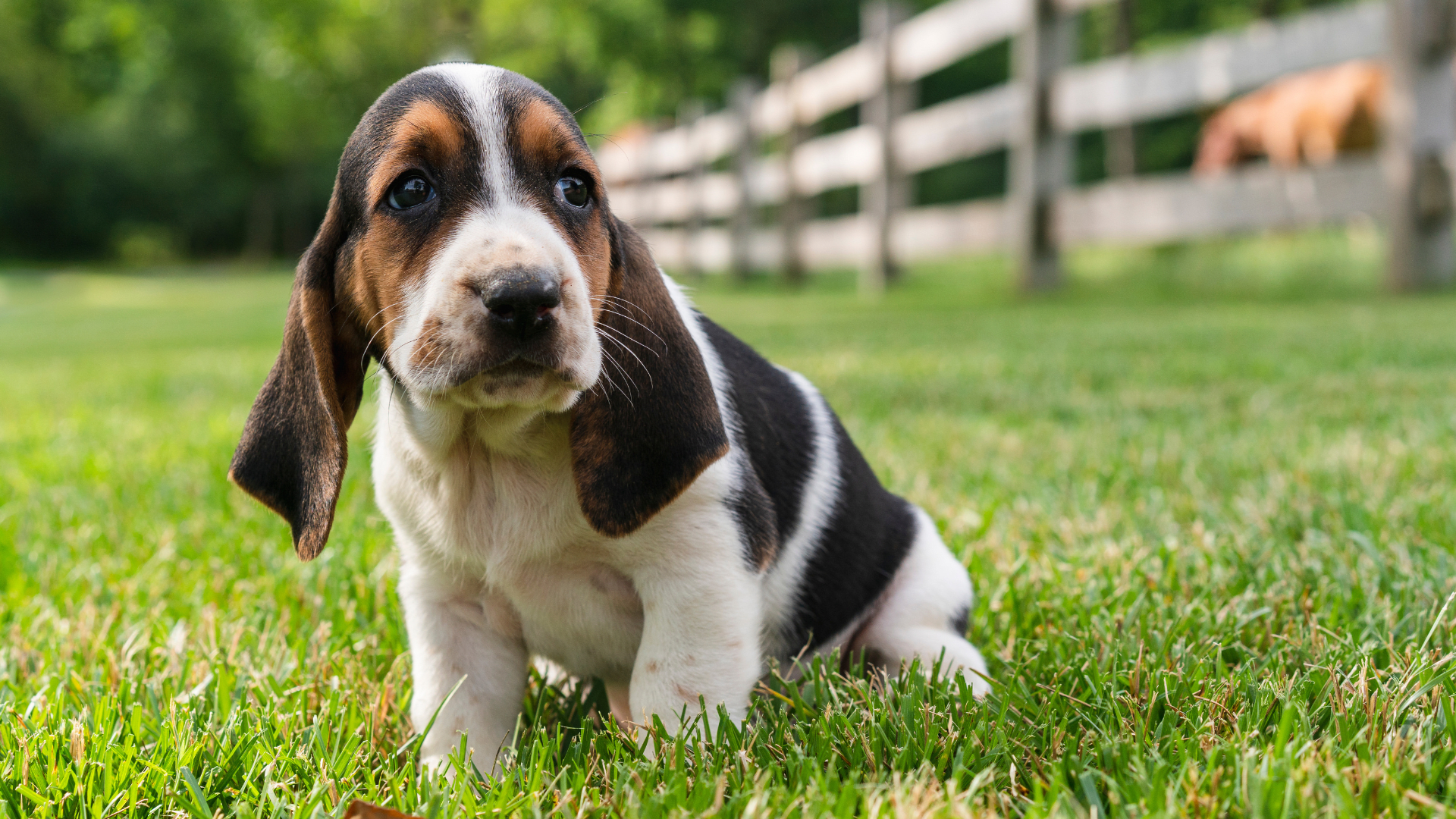 Basset Hound Puppy Practically Melts Into His Mom’s Arms as She Carries Him Like a Baby - PetHelpful