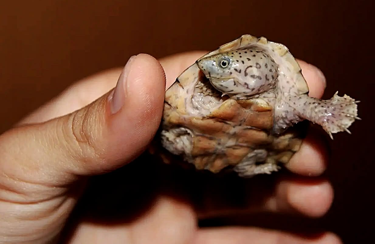 Razorback Musk Turtle Tank