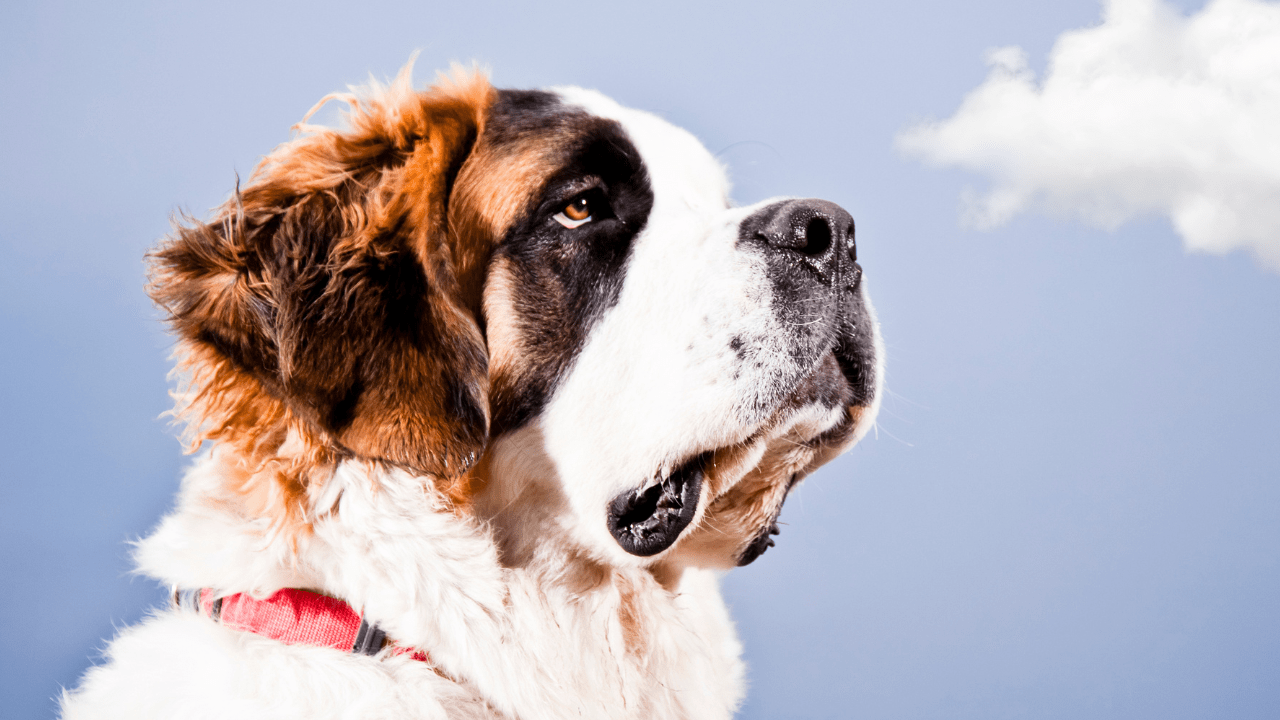 Which Dogs Drool the Most? Top 8 Most Slobbery Breeds - PetHelpful