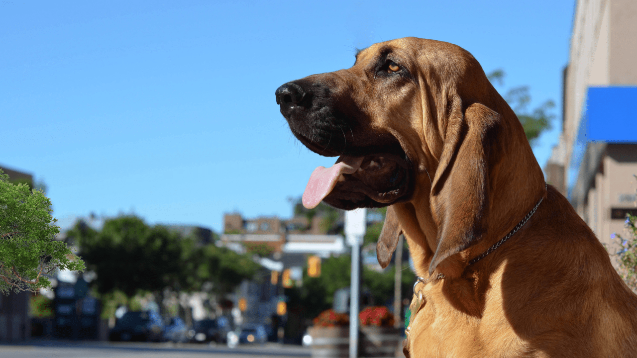 Which Dogs Drool the Most? Top 8 Most Slobbery Breeds - PetHelpful