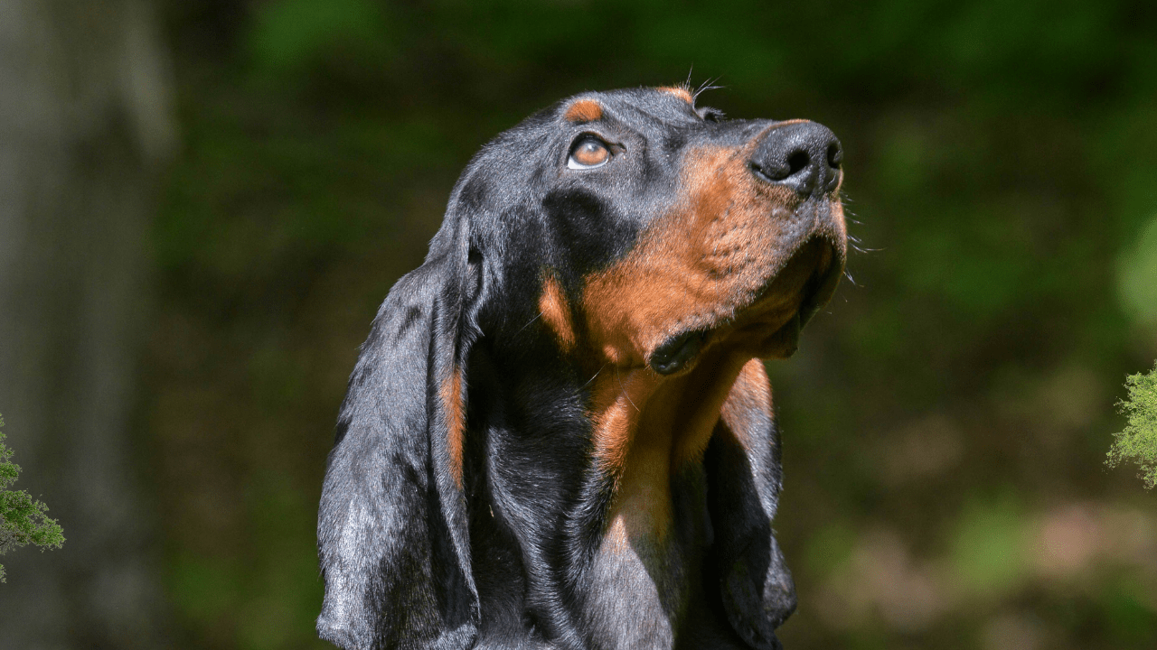 Which Dogs Drool the Most? Top 8 Most Slobbery Breeds - PetHelpful
