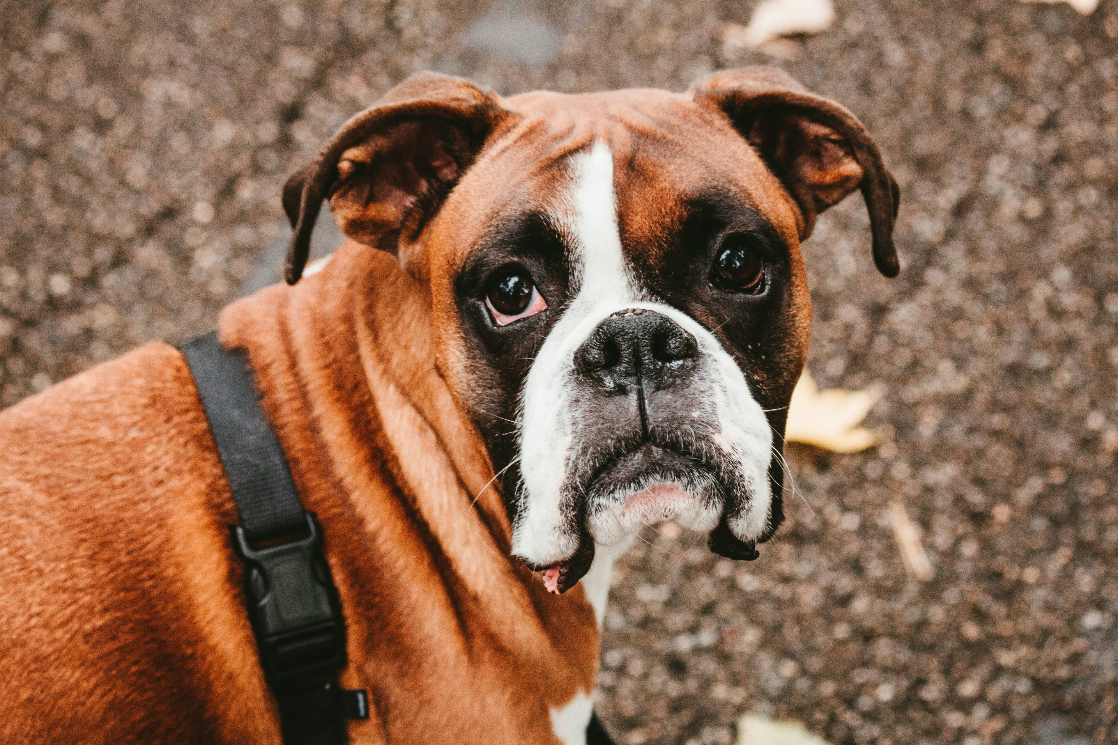 Which Dogs Drool the Most? Top 8 Most Slobbery Breeds - PetHelpful