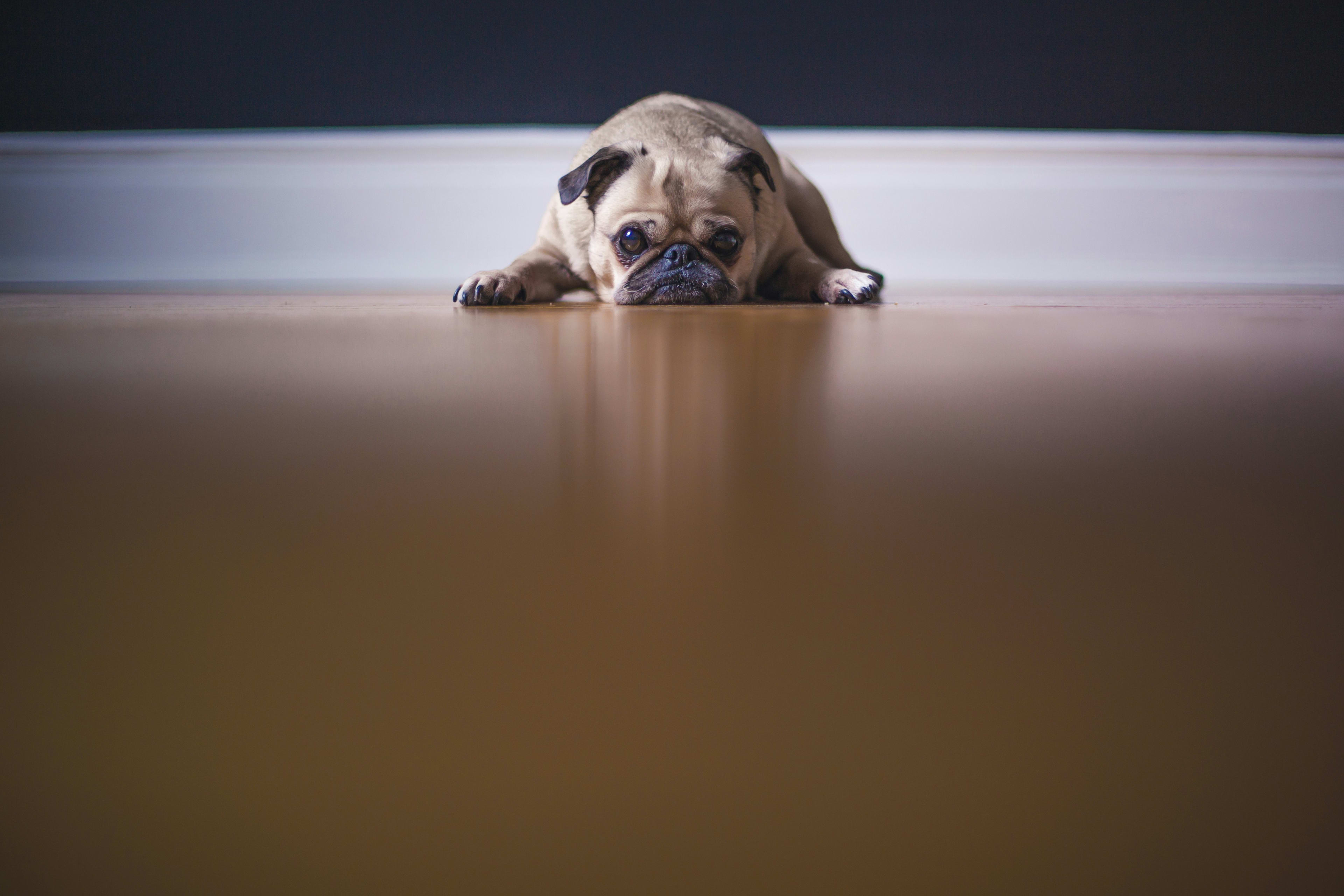 15 Behavioral Signs of Pain in Dogs You Should Never Ignore - PetHelpful