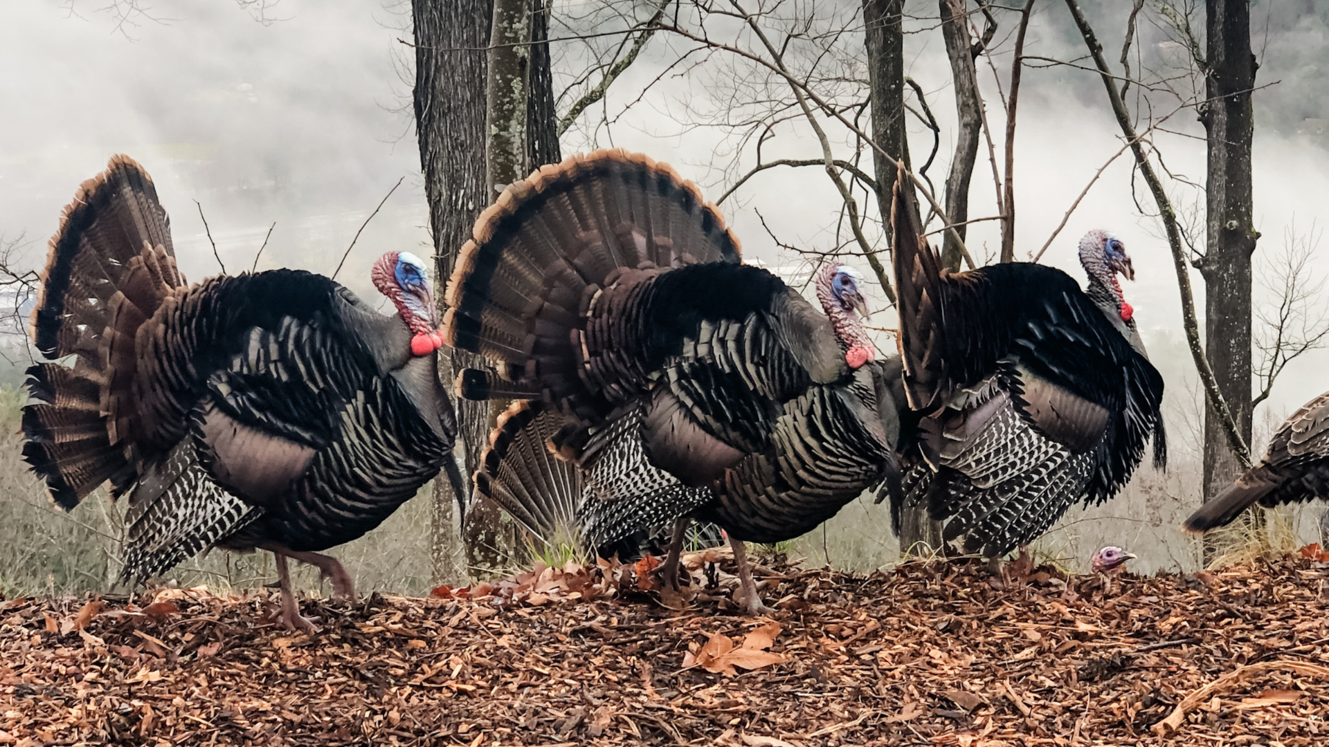 Video of Turkeys 'Eerily' Circling Gravestone Creeps People Out and ...