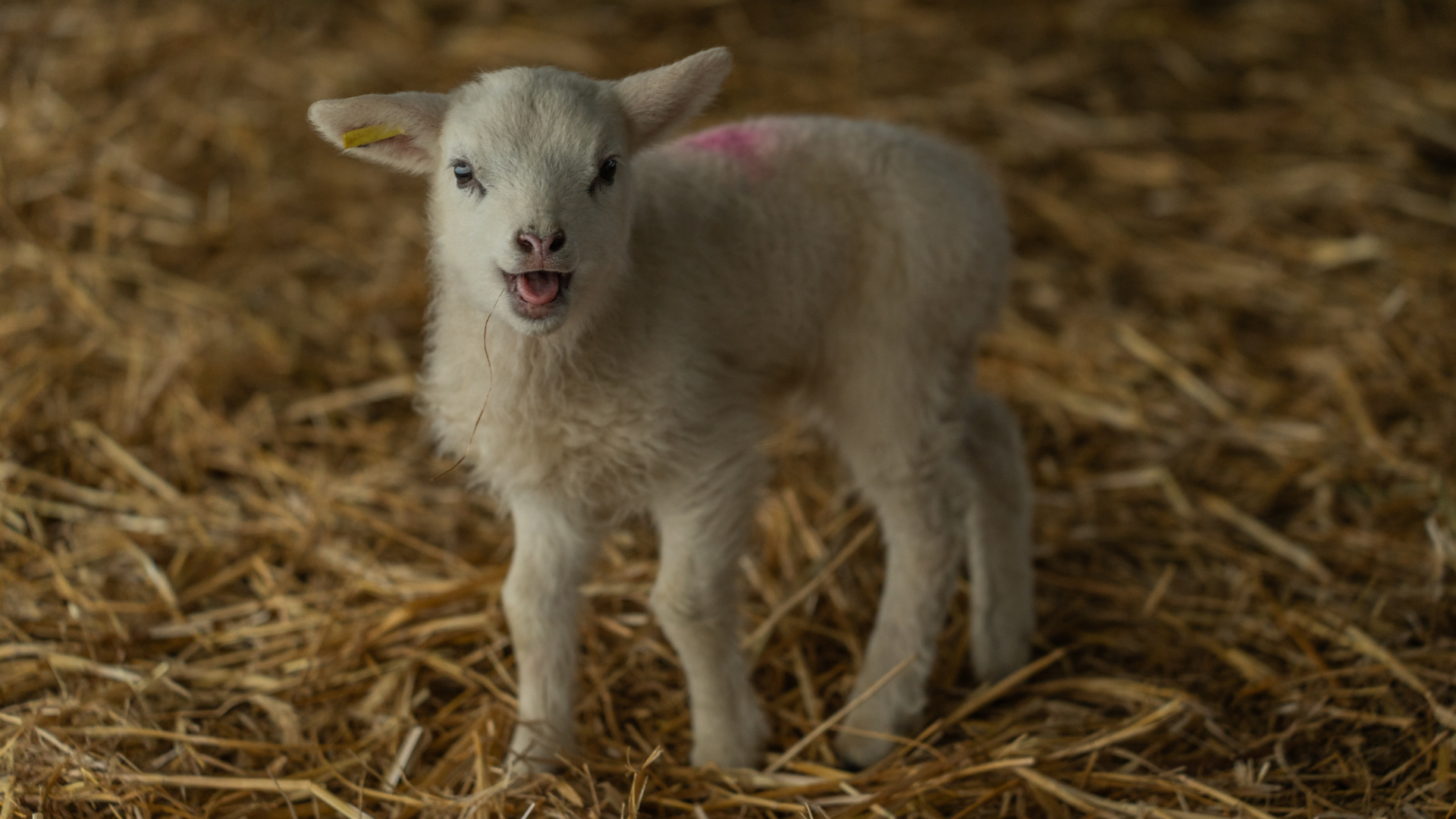 Lamb