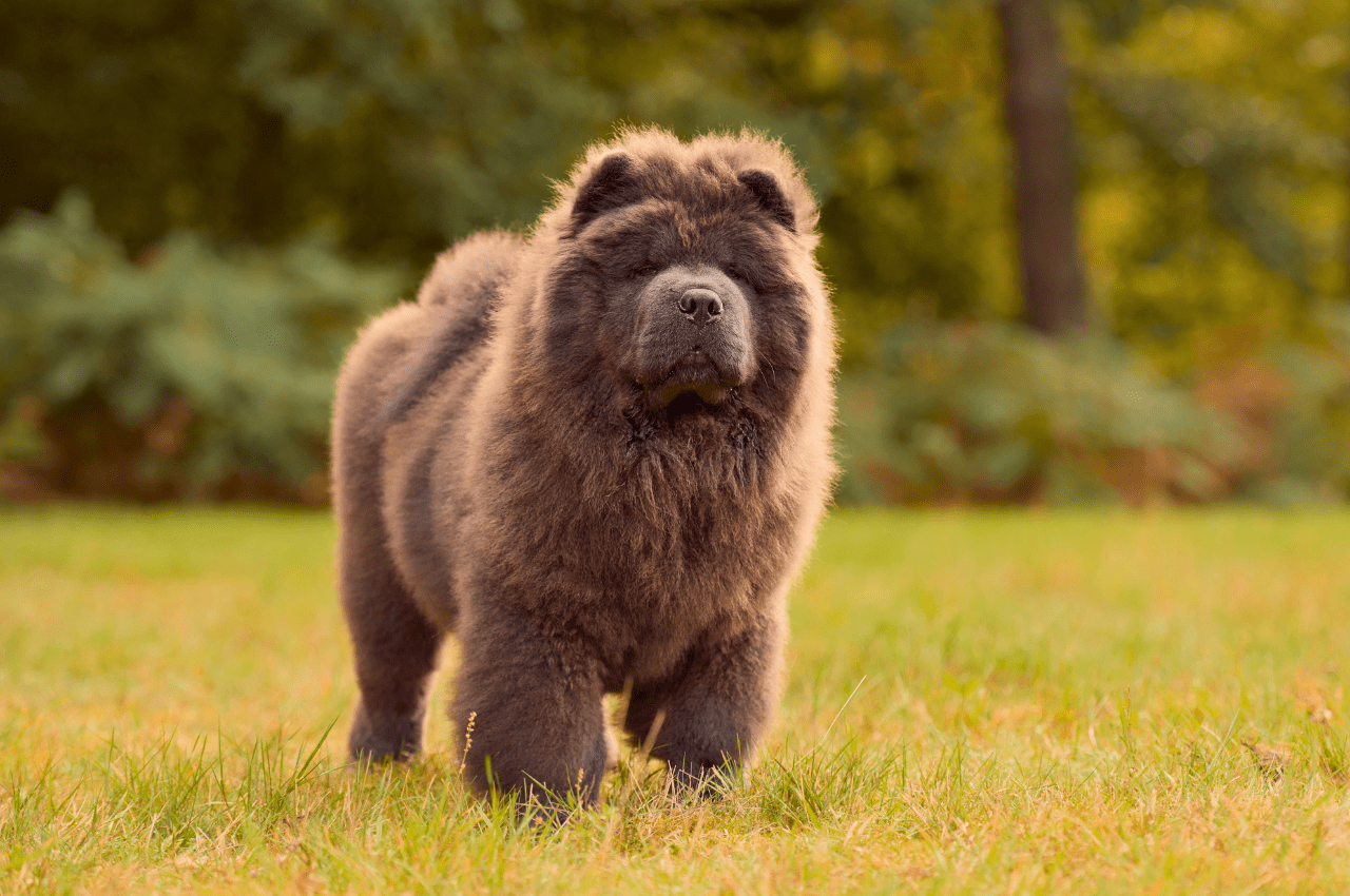 5 Best Medium-Sized Guard Dog Breeds