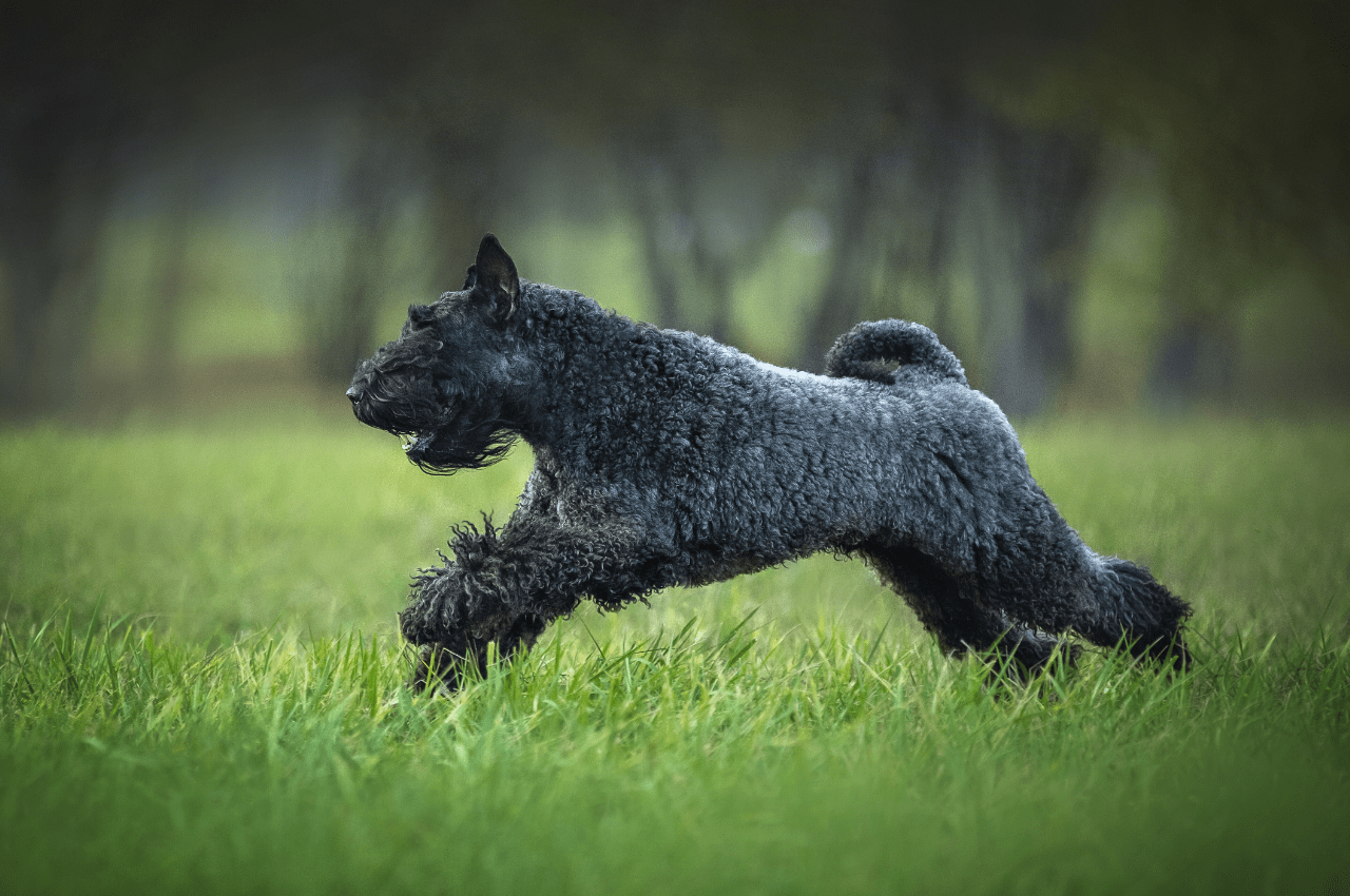 5 Best Medium-Sized Guard Dog Breeds