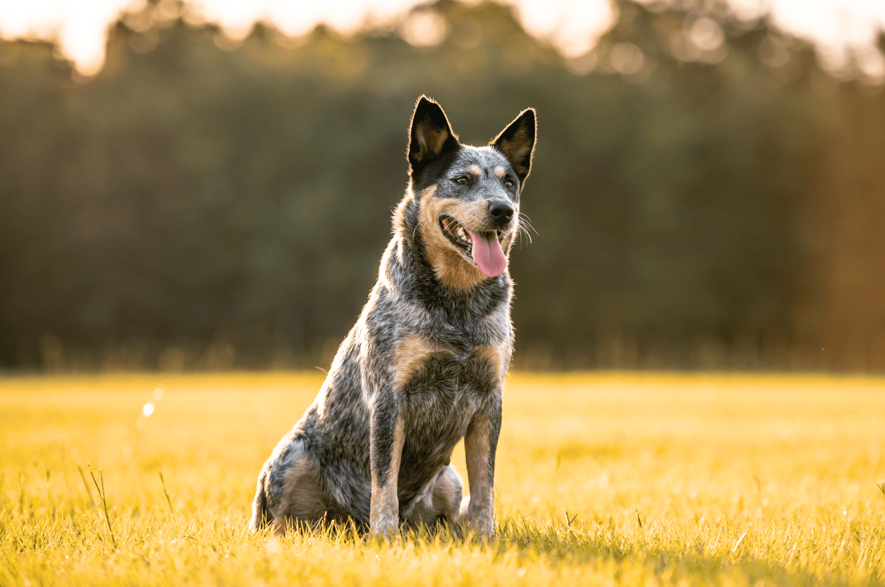 5 Best Medium-Sized Guard Dog Breeds