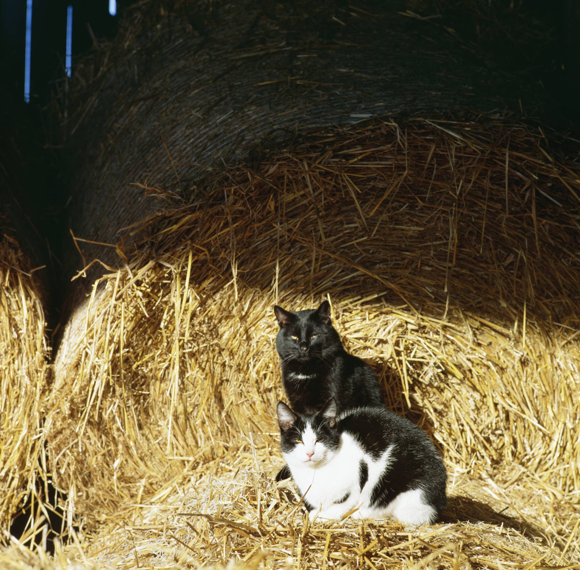 Farm Cats Discover Great Pyrenees Guardian Dog Doubles as the Coziest ...