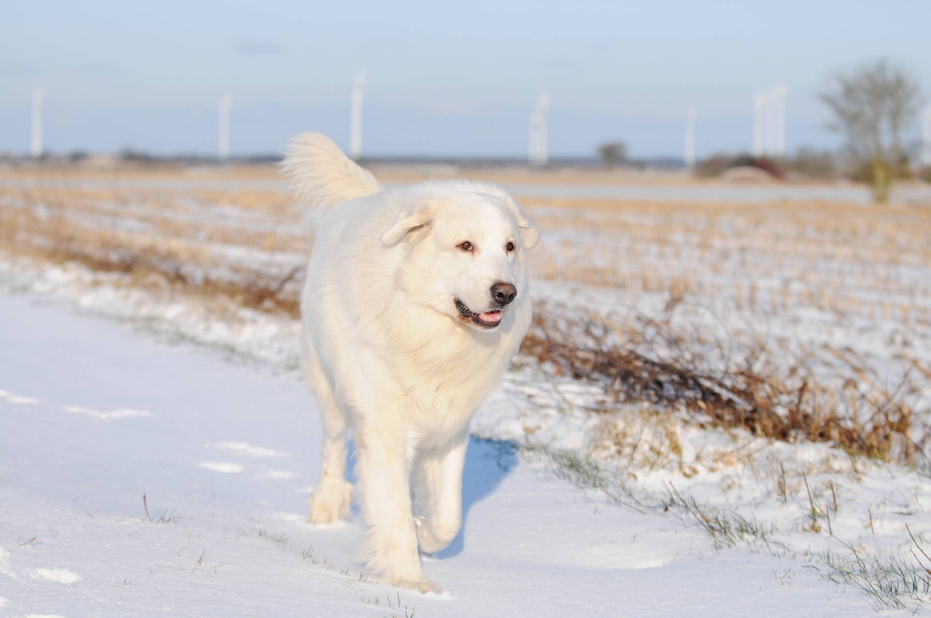 Precious Video of Cow and Great Pyrenees Playing Together in Snow Has ...