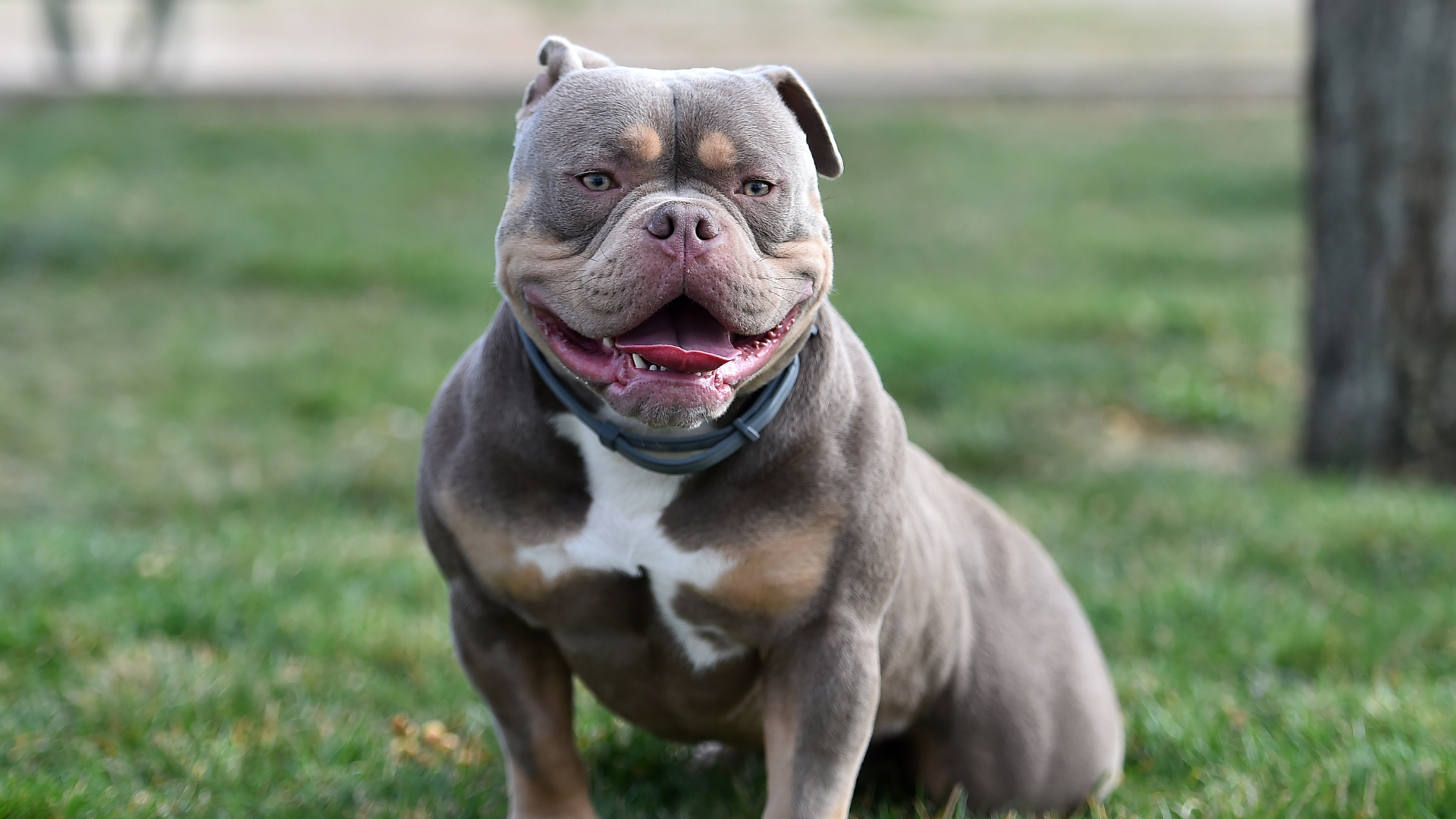 Playful American Bully Unleashes Gentle Charm With Tiny Wind-Up Toy ...