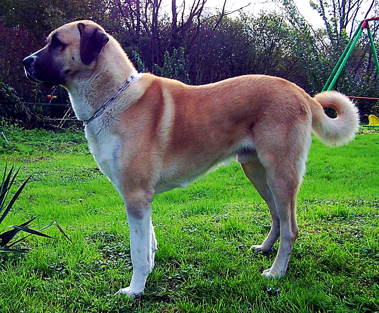 The 5 Best Livestock Guard Dogs for Sheep, Goats, and Other Herds ...