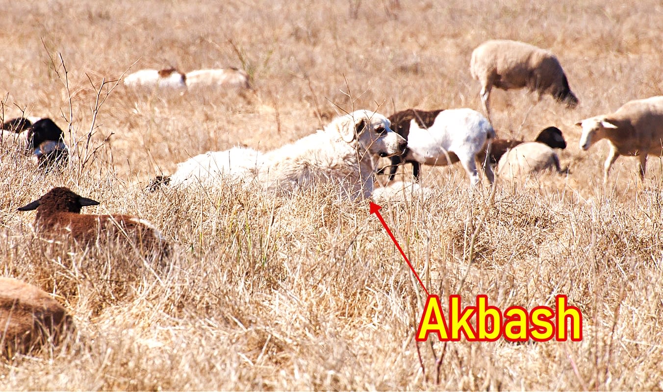 5 Best Livestock Guard Dogs for Sheep, Goats, and Other Herds - PetHelpful