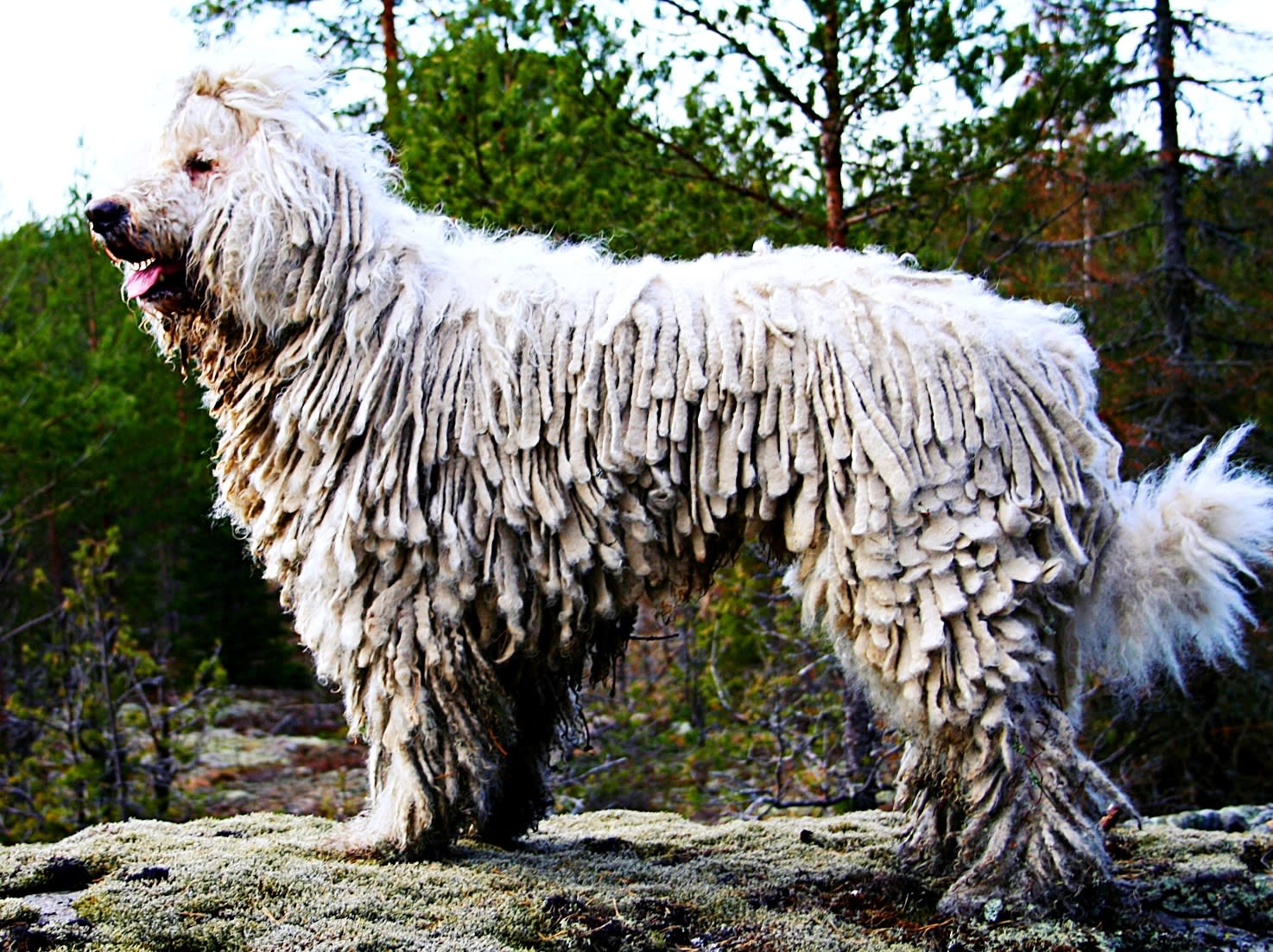 The 5 Best Livestock Guard Dogs for Sheep, Goats, and Other Herds ...