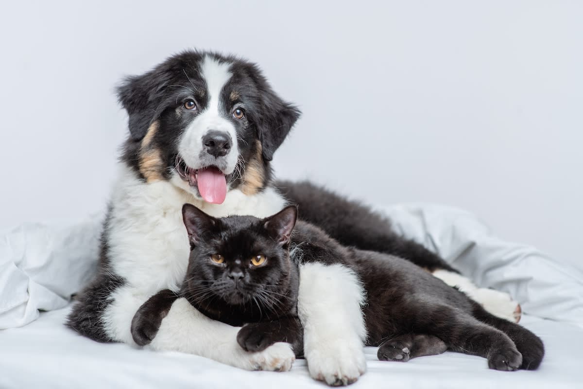 Cat Absolutely Schools 2 German Shepherd Pups at Once Like a Total Boss ...