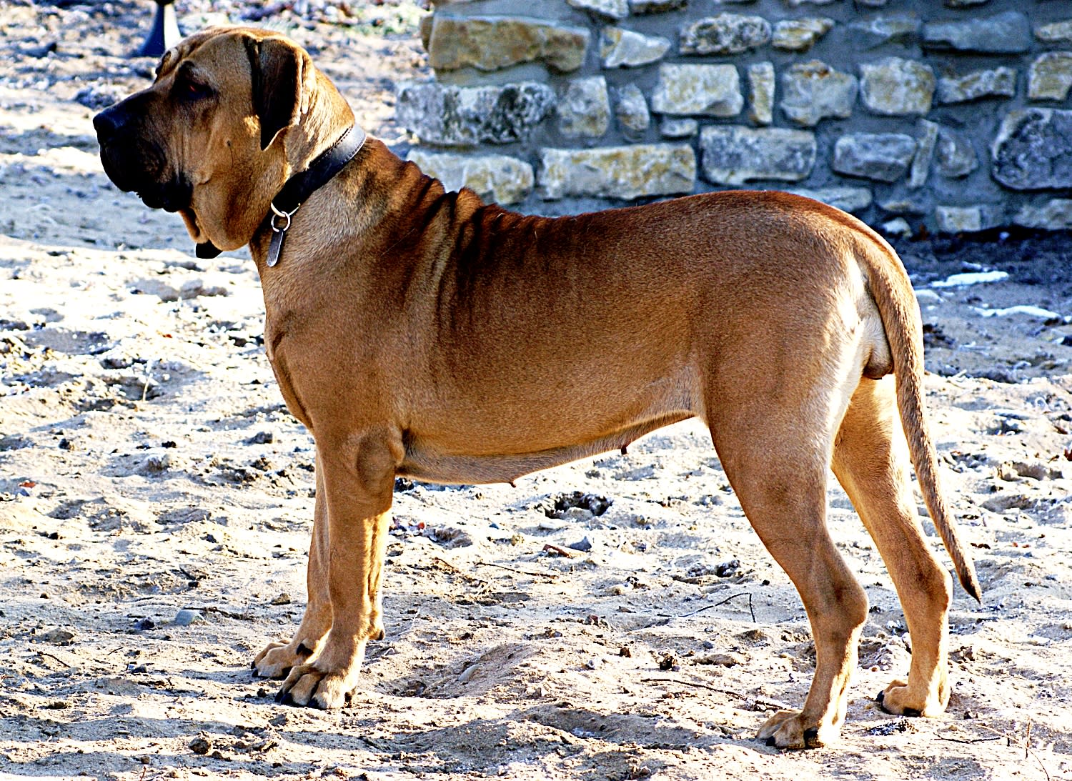 The 5 Best Livestock Guard Dogs for Sheep, Goats, and Other Herds ...