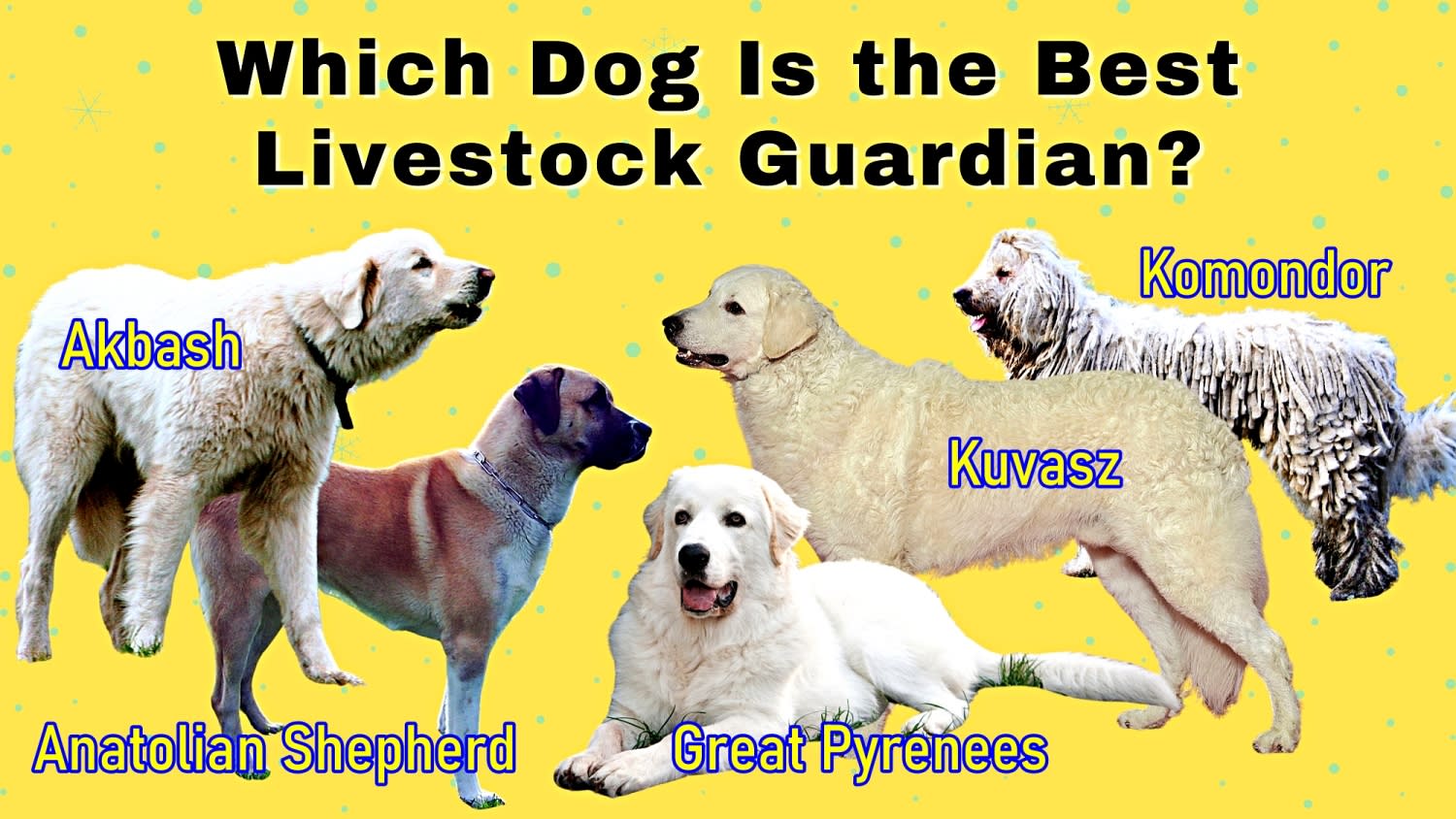 5 Best Livestock Guard Dogs for Sheep, Goats, and Other Herds - PetHelpful