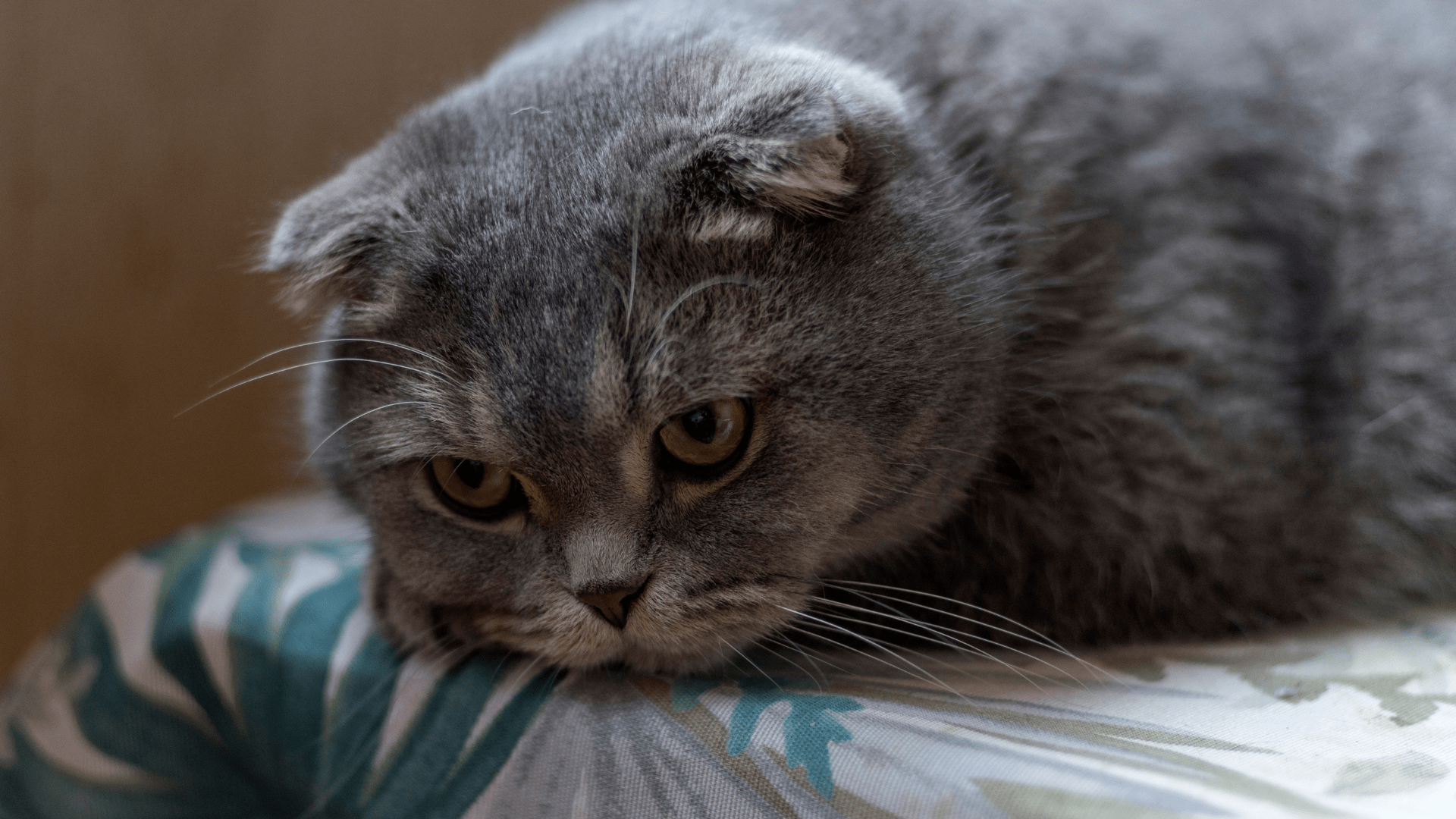 Homepage [pethelpful.com]