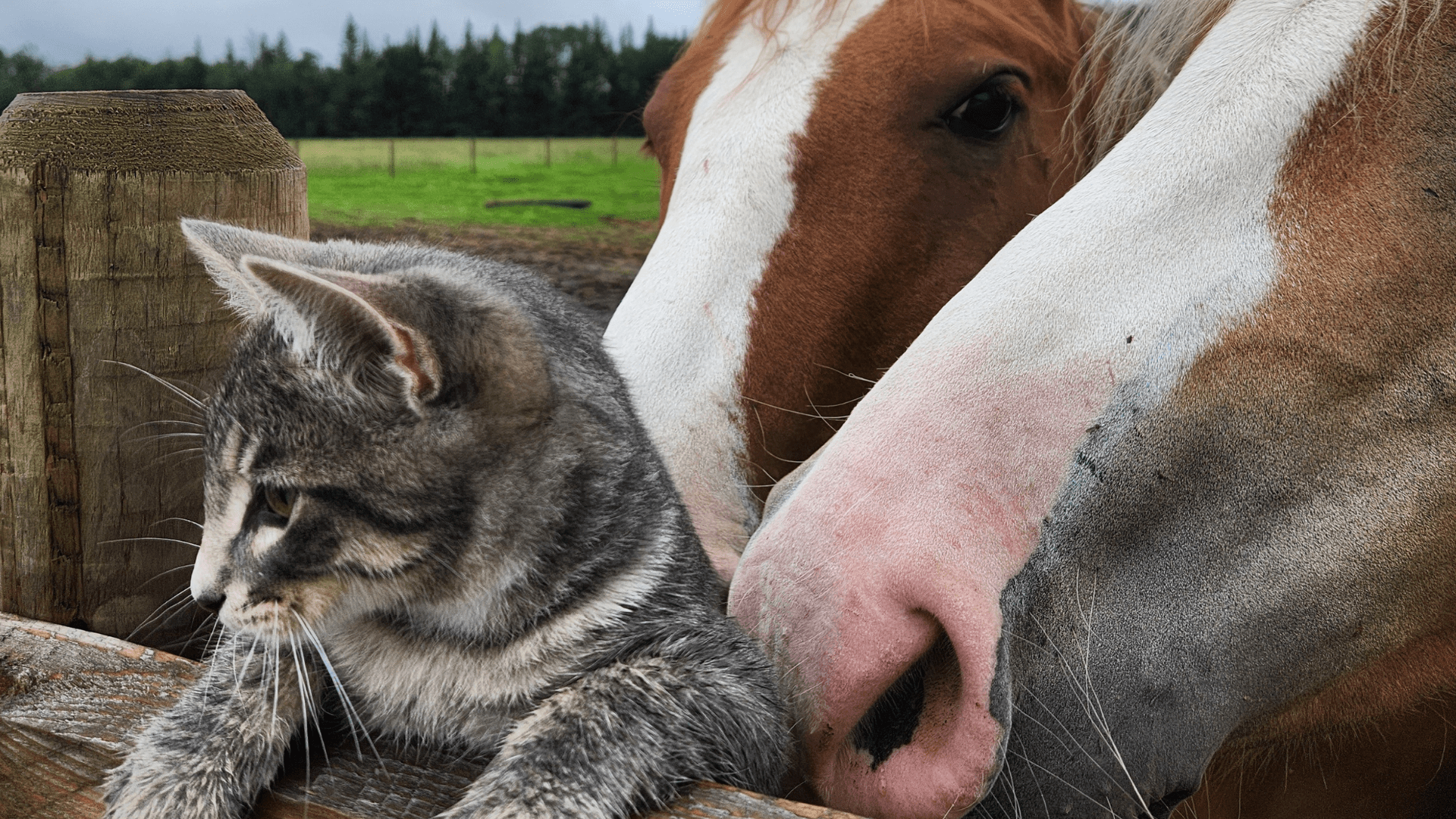 Homepage [pethelpful.com]