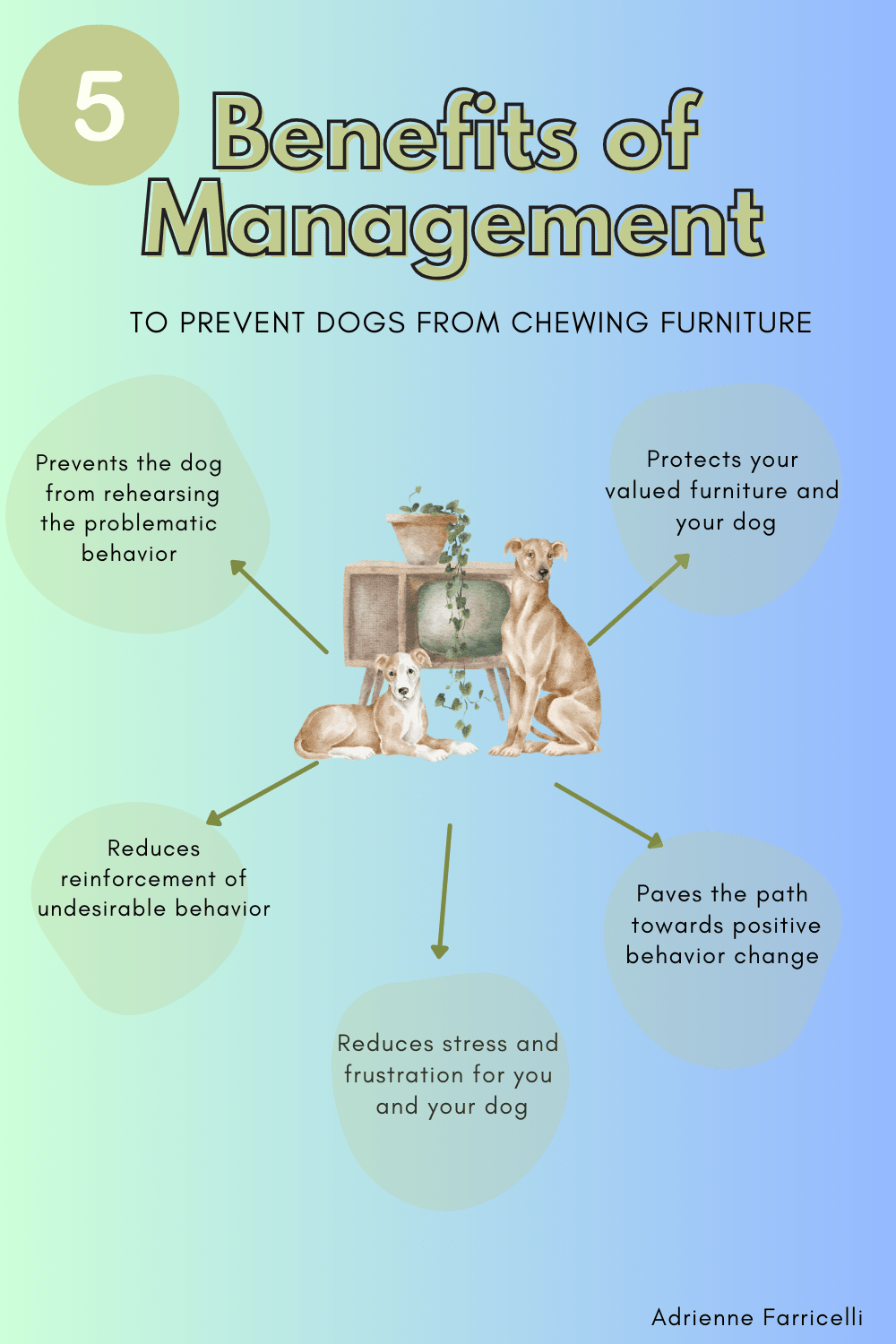 How to Stop Your Dog Chewing on Furniture Once and for All - PetHelpful