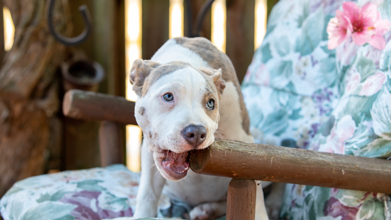 How to Stop Your Dog Chewing on Furniture Once and for All - PetHelpful