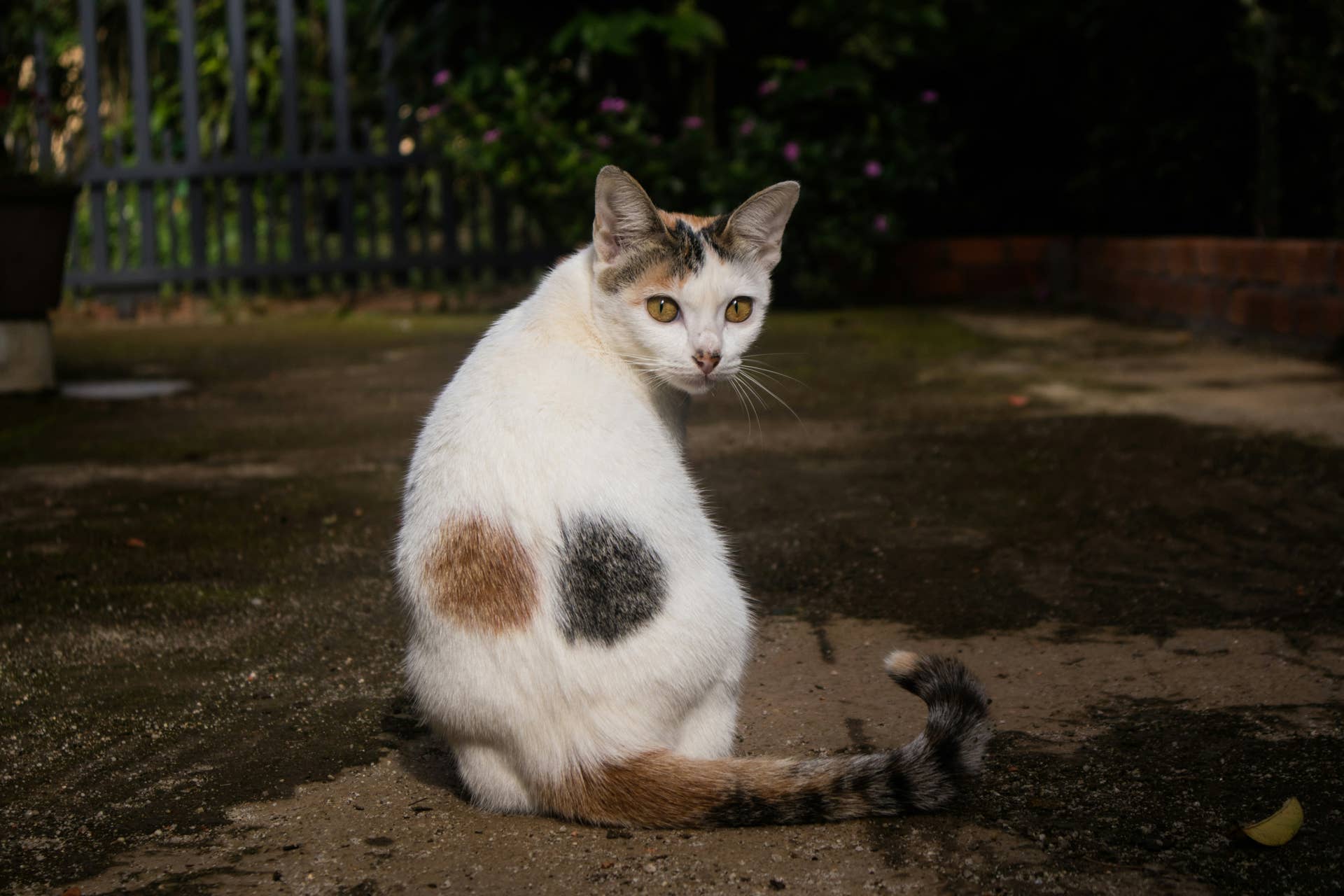 Why Your Cat Stares at You & What It Really Means