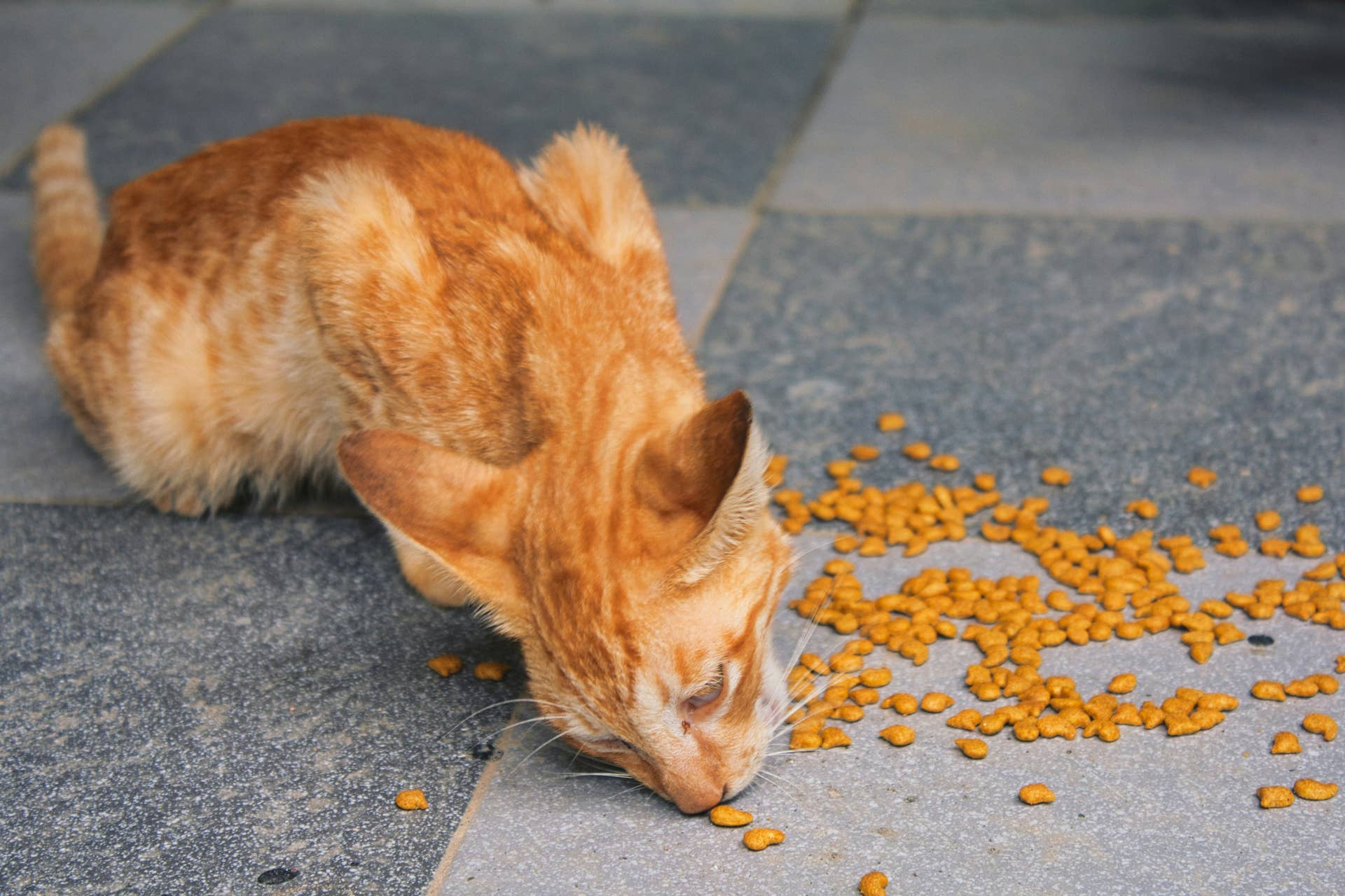 This Is Why Cats Are Such Picky Eaters