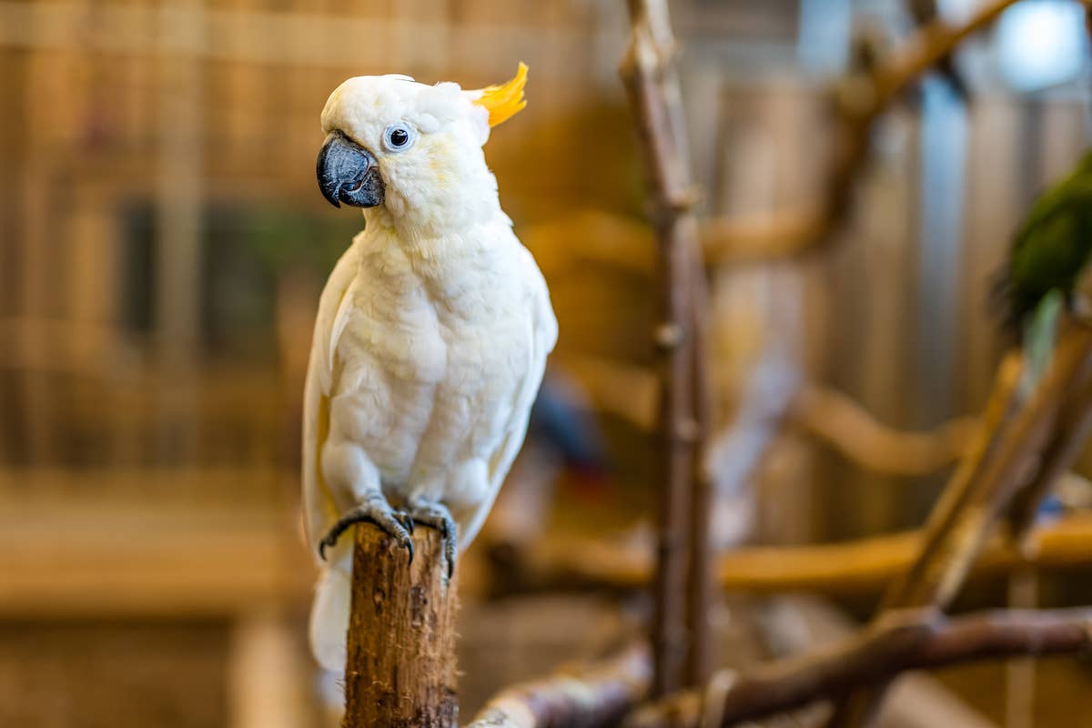 Cockatoo Who 'Thinks She's a Dog' Won't Stop Barking and It's Too Funny ...