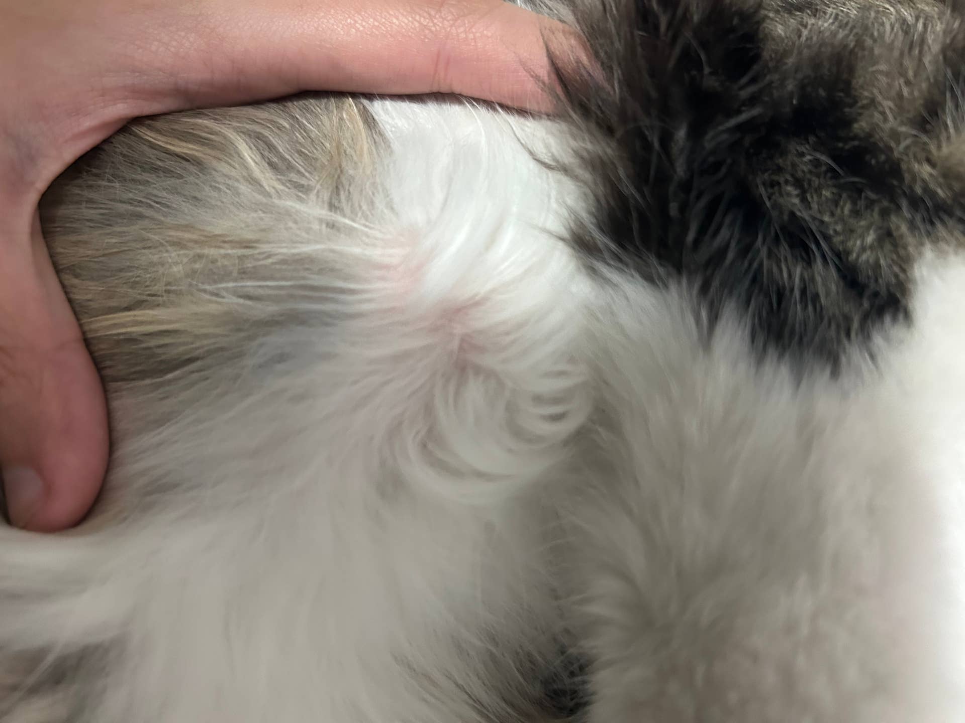 3 Common Causes Of Unexplained Lumps On Cats PetHelpful 3 Common Causes Of Unexplained Lumps On Cats PetHelpful