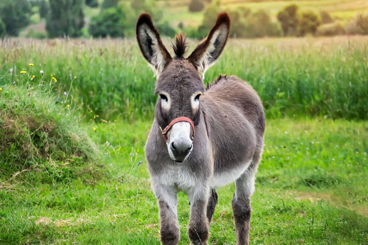 Playful Mule Perfects the Art of Snow Sliding Like a Kid on a Snowboard ...