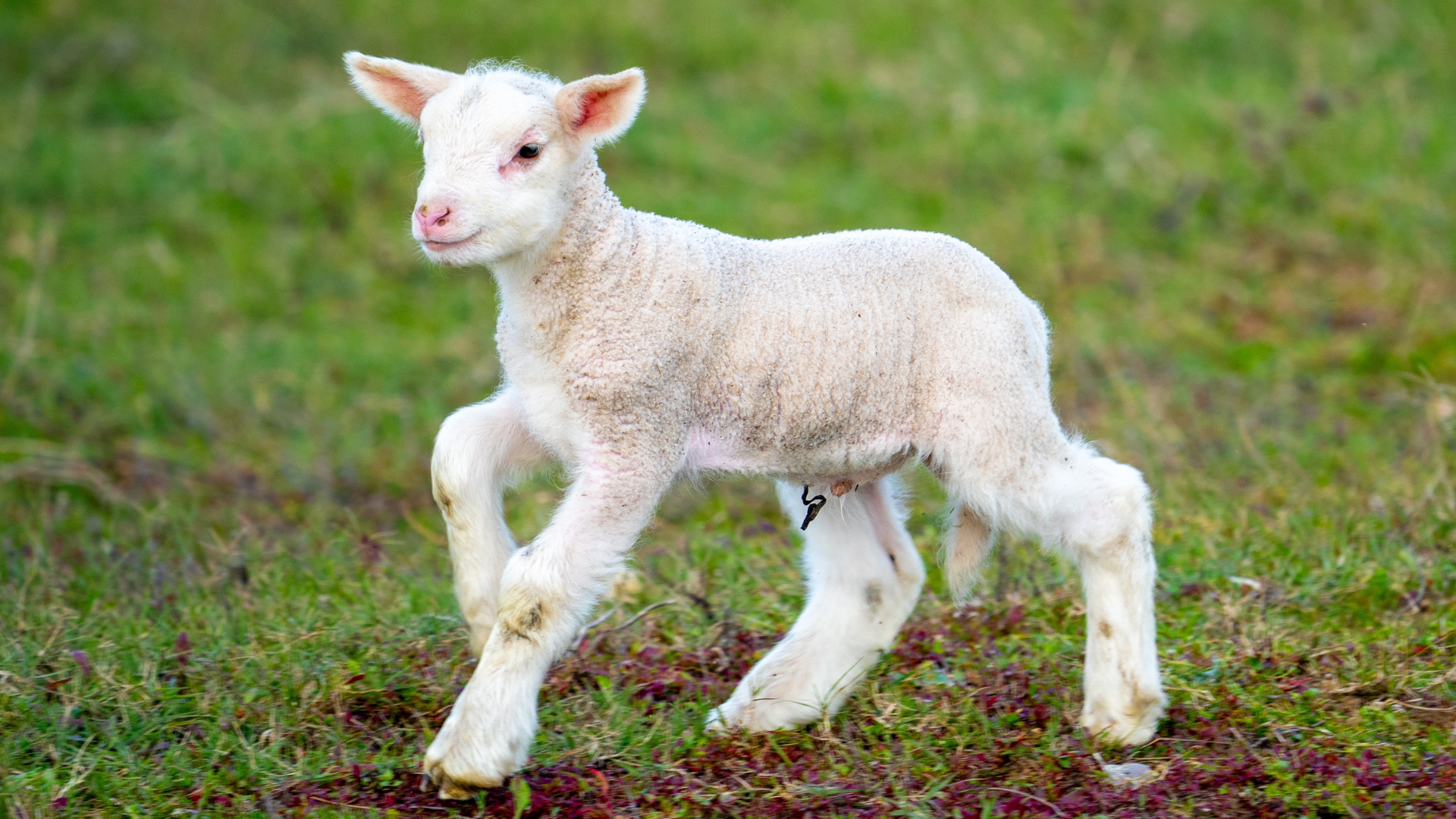 Adorable Orphaned Lamb Finds Hope in Perfectly-Timed Rescue Turning ...