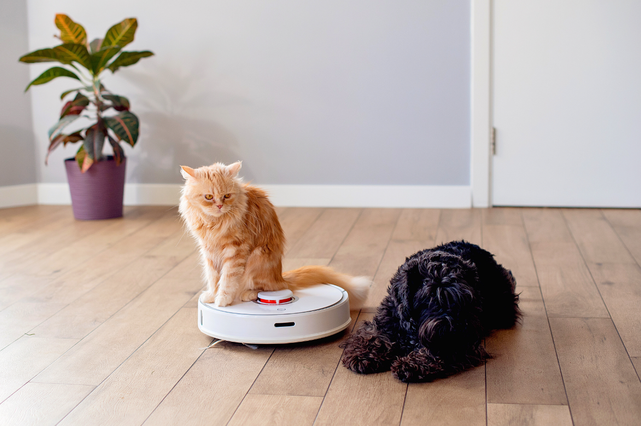 Treat Cat Asthma at Home with These 12 Tips From a Vet - PetHelpful
