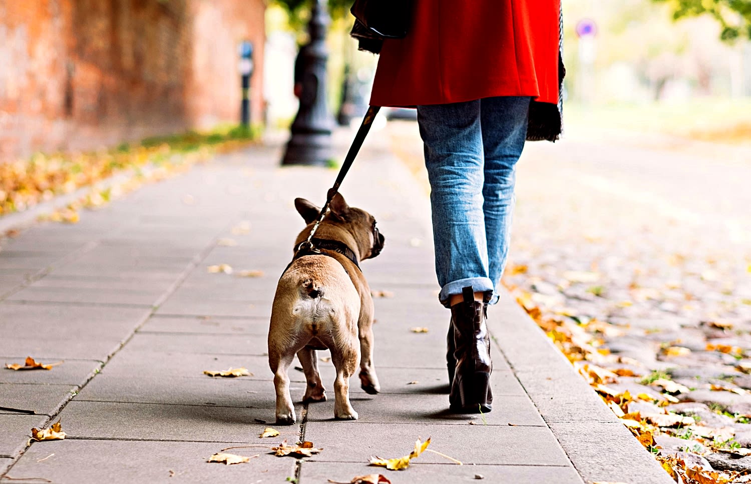 Why Is My Dog Pooping in the Middle of the Night? - PetHelpful