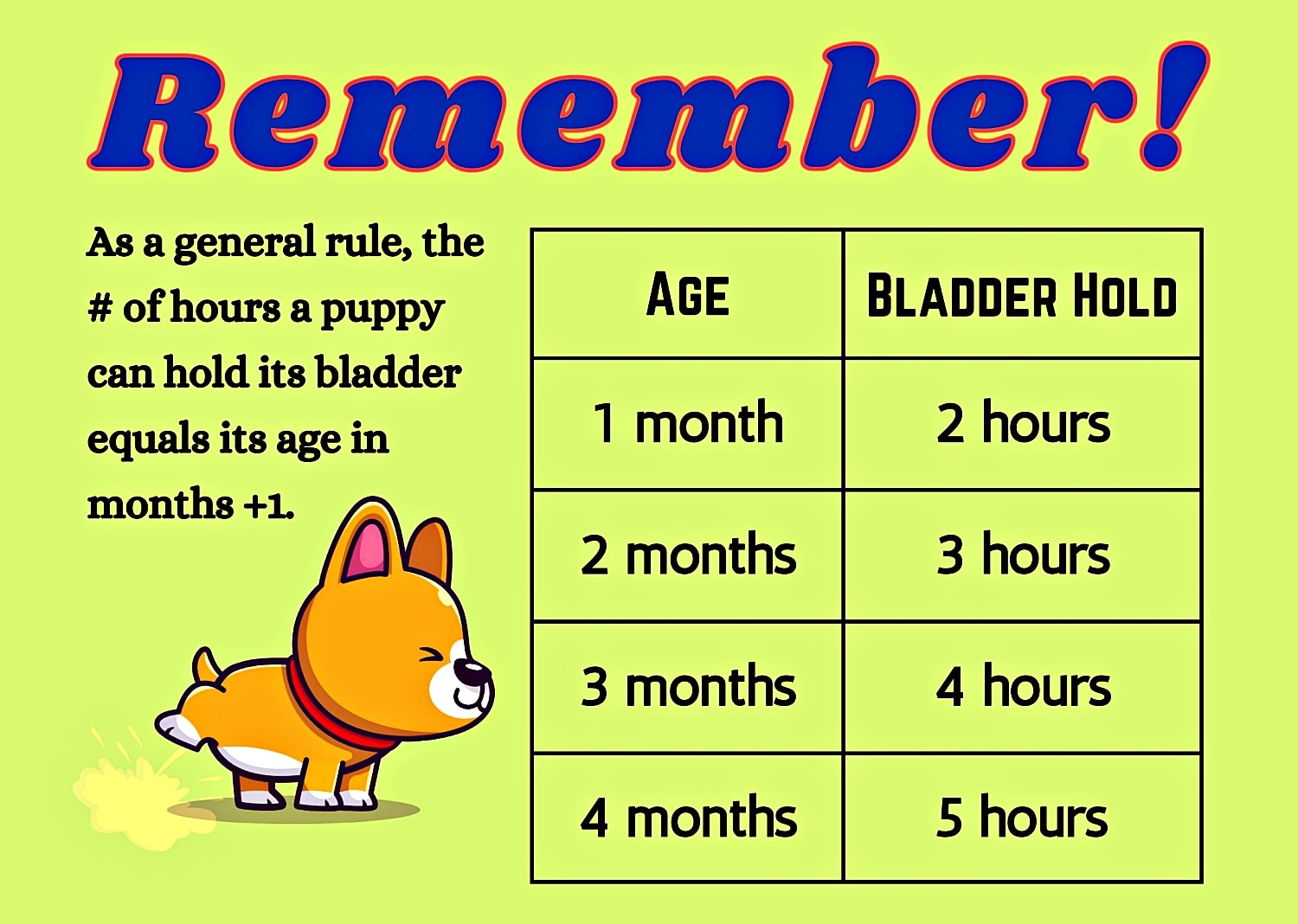 Why Is My Dog Pooping in the Middle of the Night? - PetHelpful