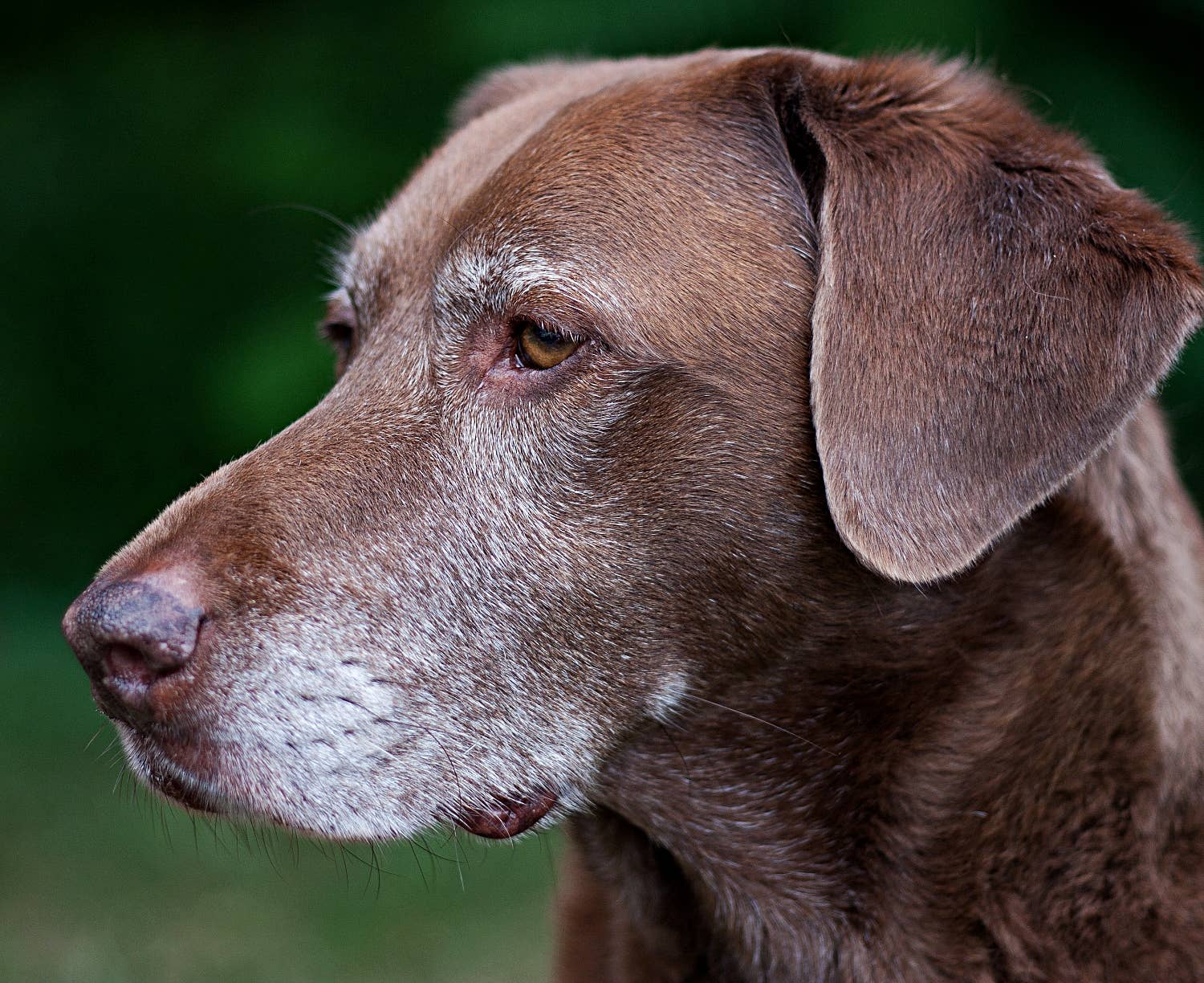 13 Causes of Shivering and Shaking in Dogs and What to Do