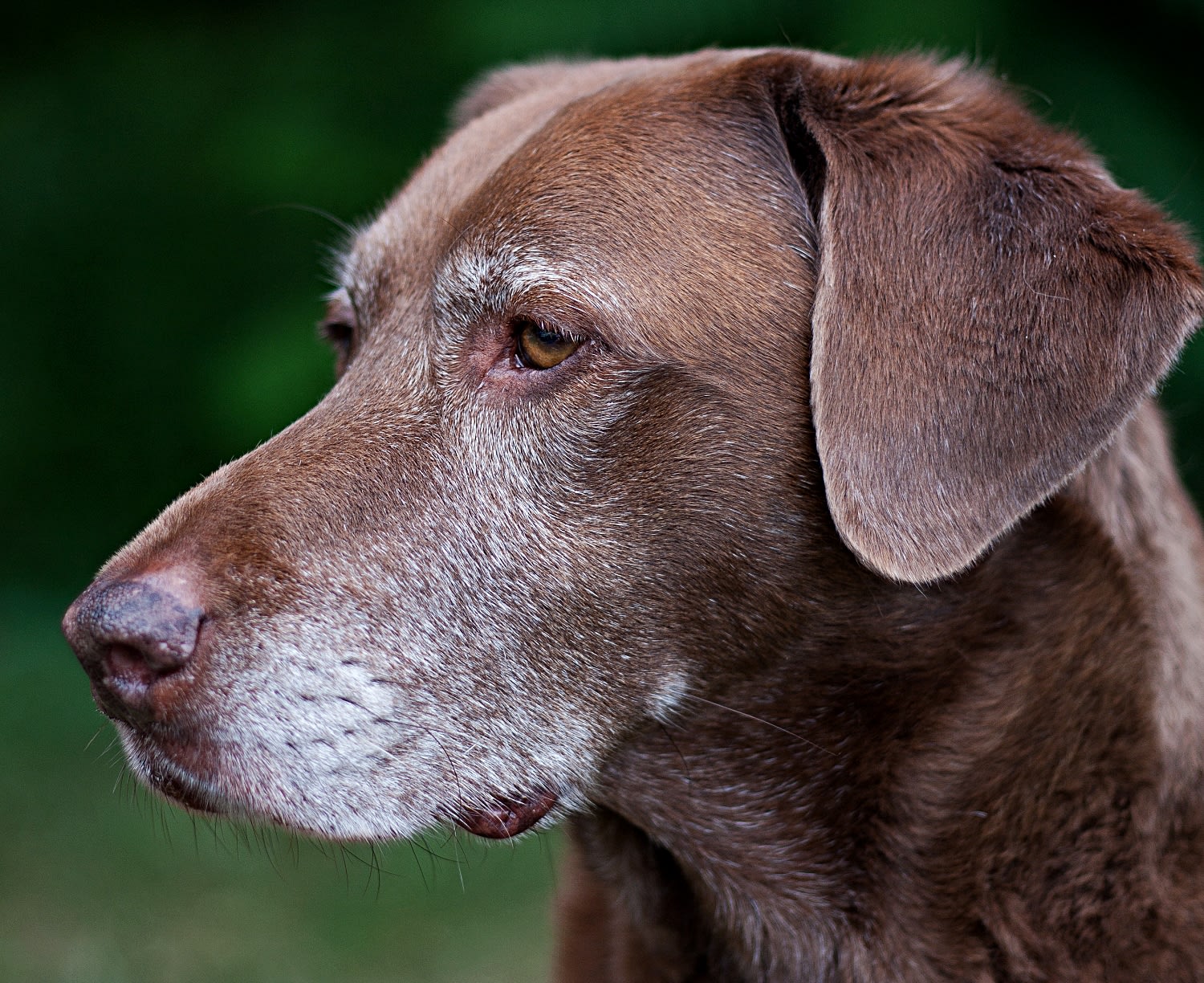 13 Causes of Shivering and Shaking in Dogs - PetHelpful