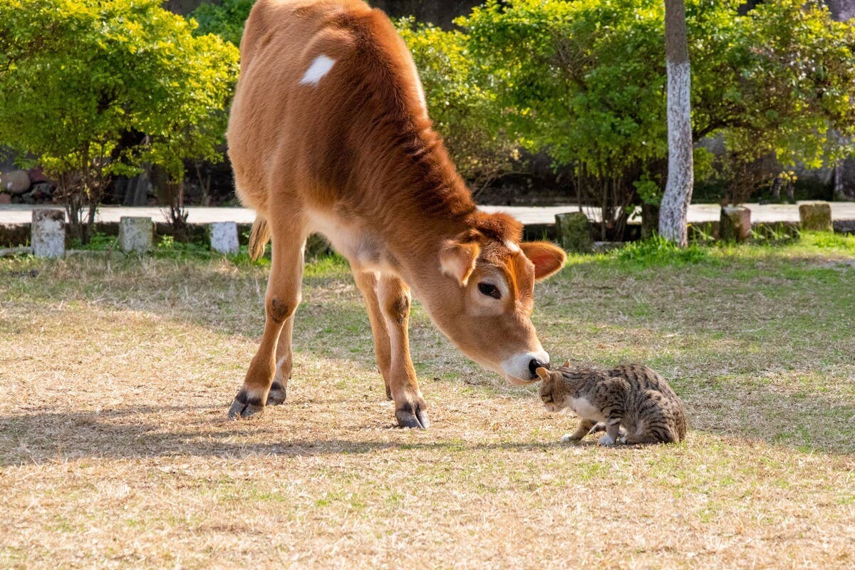 Barn Cat
