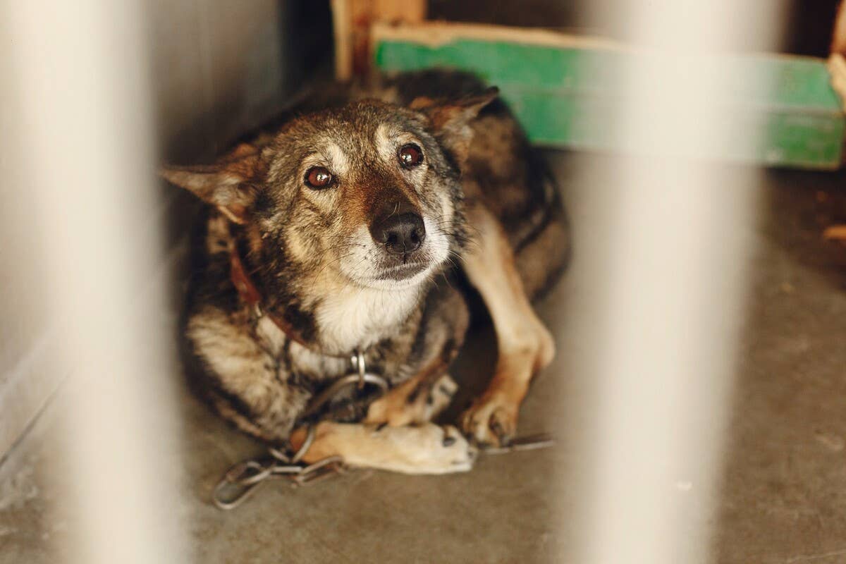Scared Shelter Dog Who 'Watches Everyone Walk Past Him' Has the Saddest ...