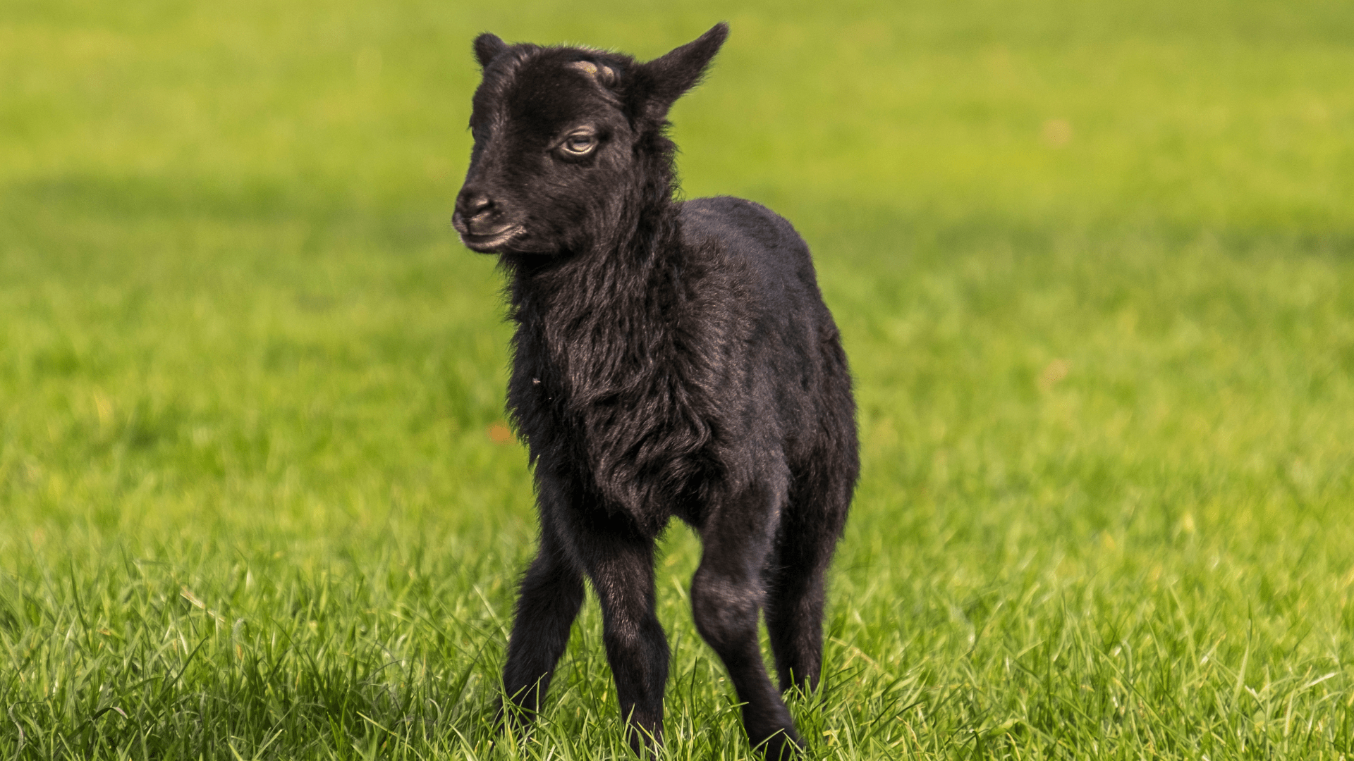 Abandoned Lamb Makes Stunning Comeback and Quickly Unleashes Her Spicy ...
