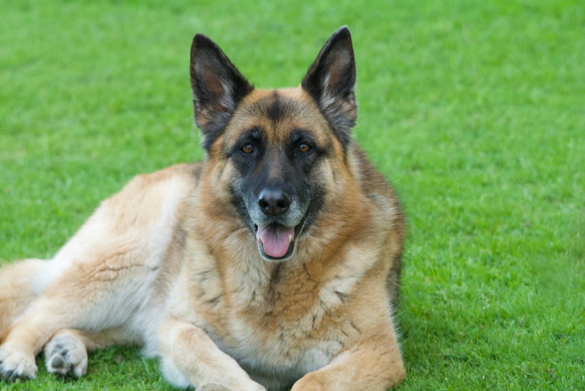 Senior German Shepherd Watching As People Walk Past Her Kennel Is ...