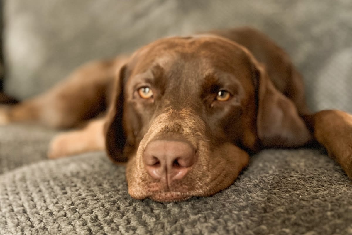 Chocolate Labrador's Disgruntled 'Moo' Has People Laughing Out Loud - PetHelpful