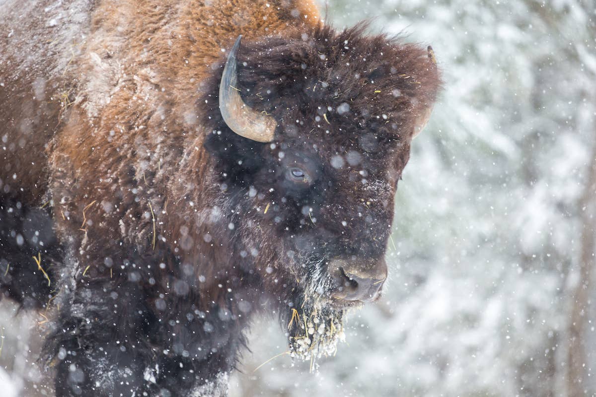 Bison Takes Jaw-Dropping Fall Down Snowy Cliffside in Yellowstone Park ...